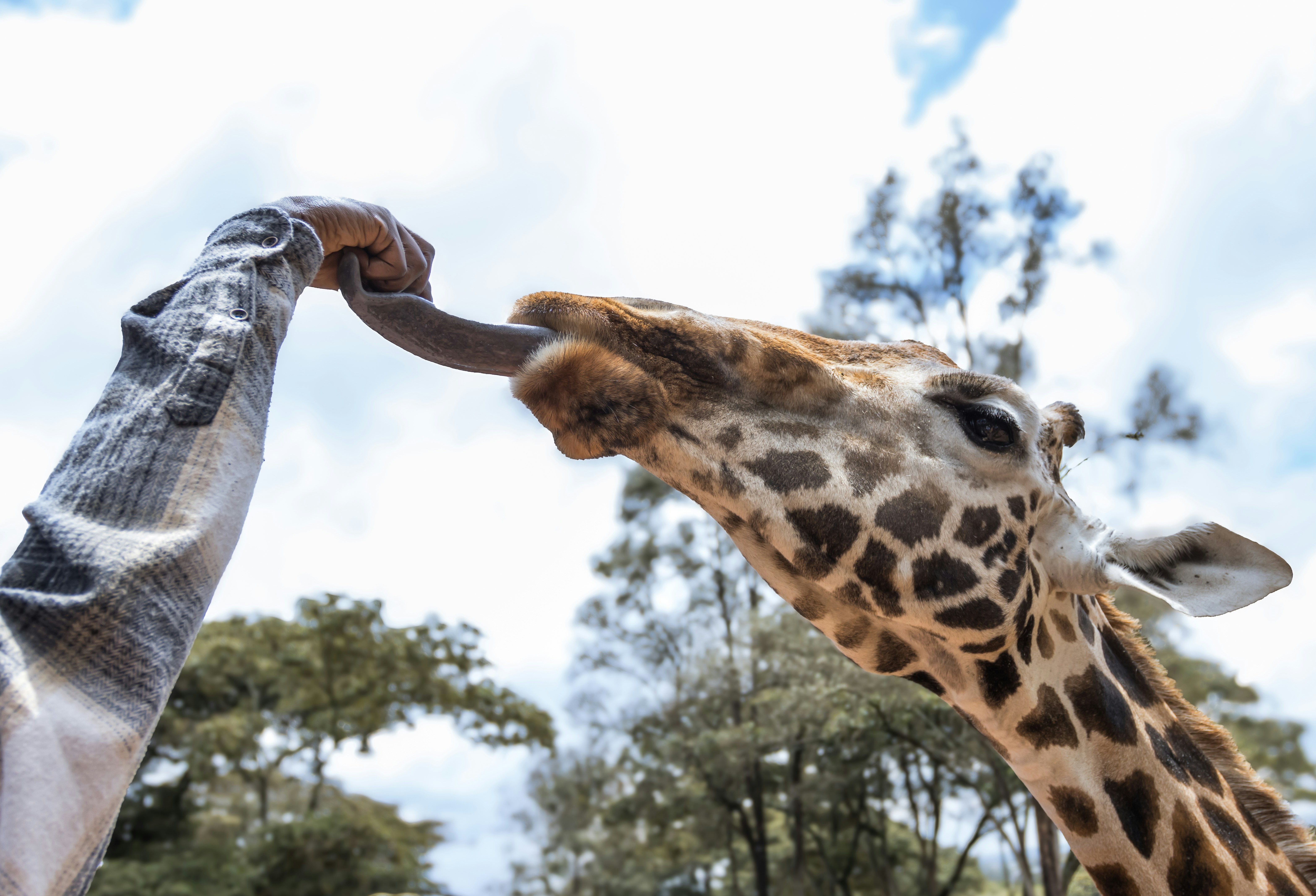 A Gentle Encounter: Connection Between Human and Giraffe