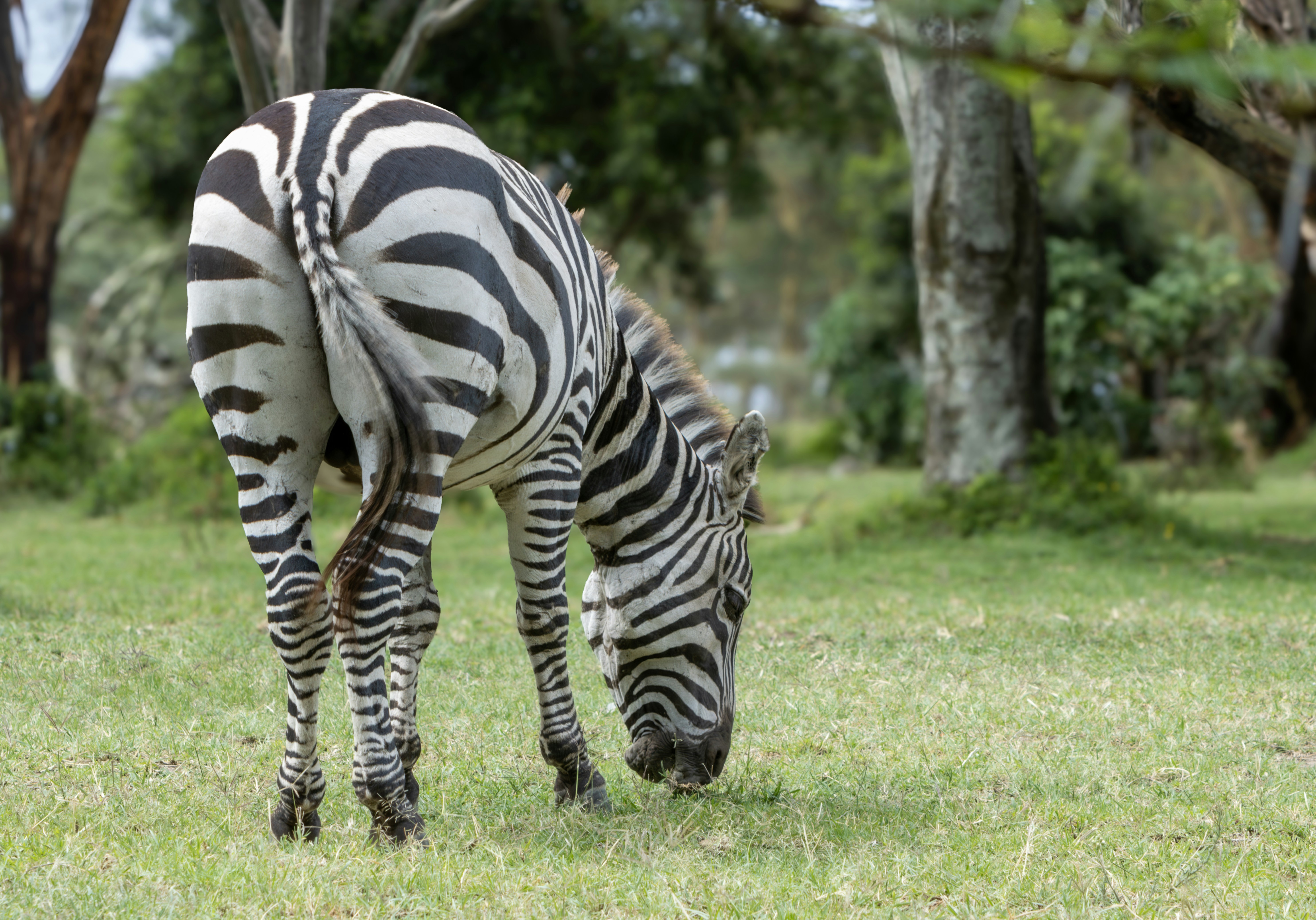 Grazing Stripes: A Zebra's Quiet Moment