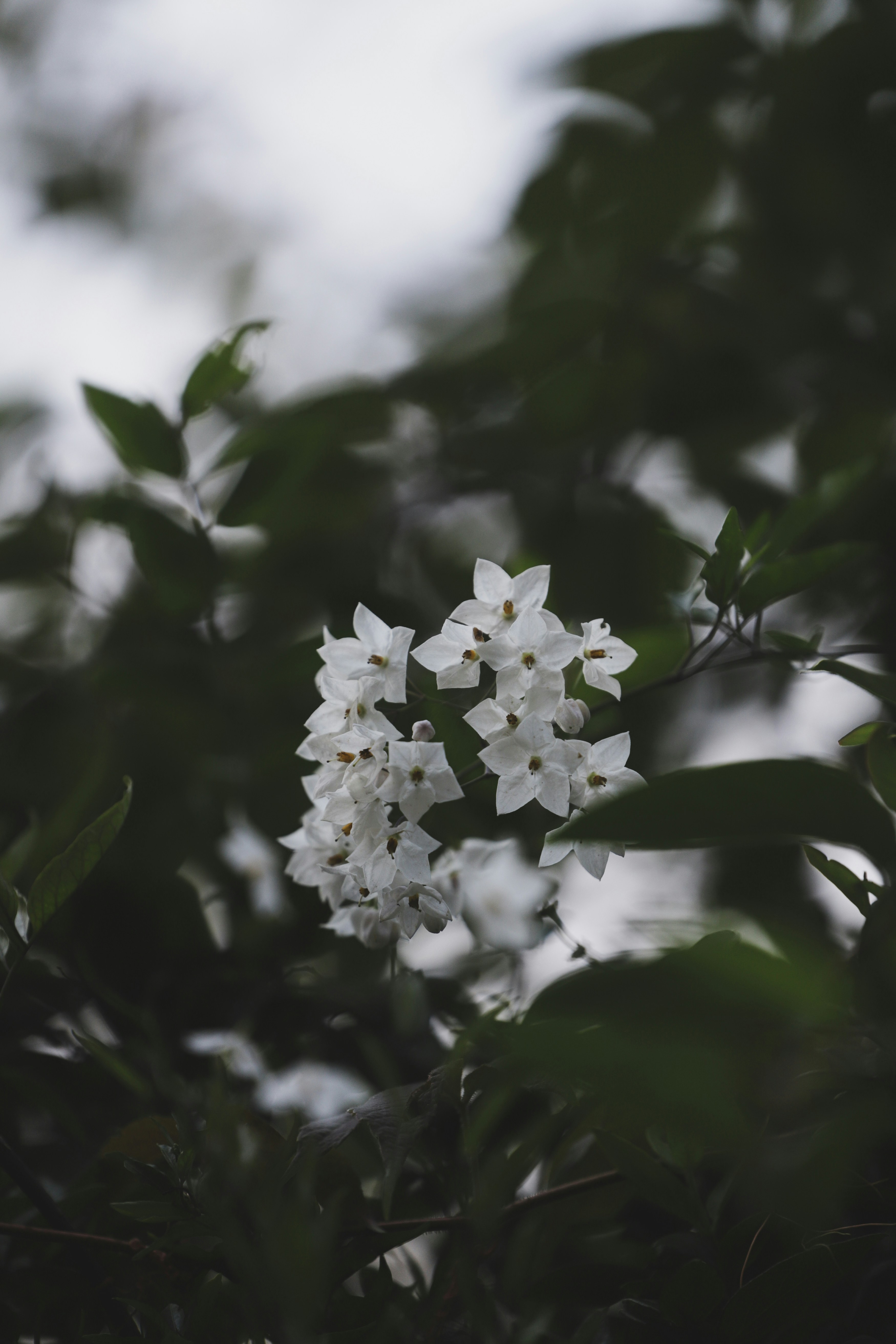 Whispers of White Amongst the Green