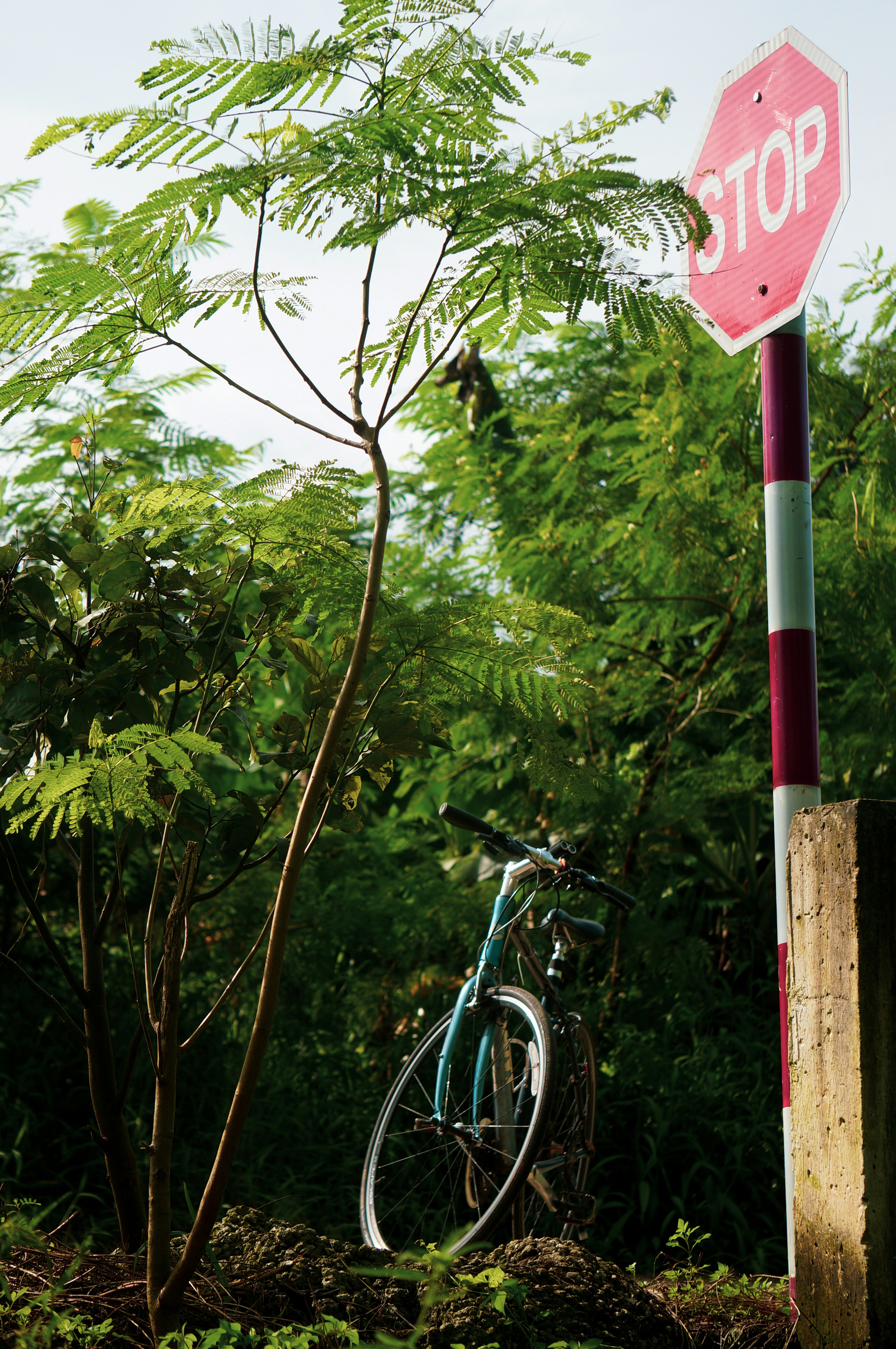 Bicycle leaning against a stop sign post
