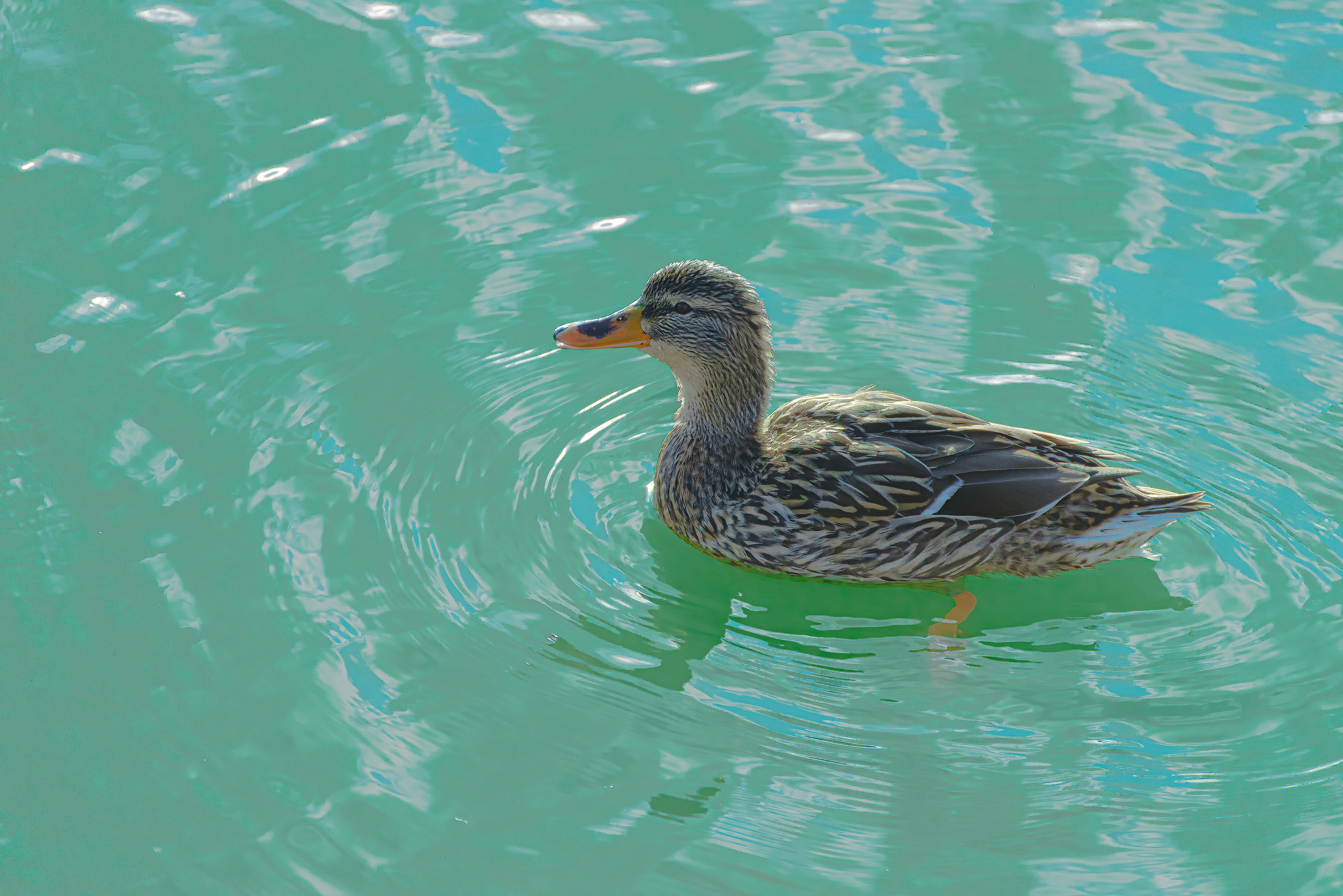 Serene Swimmer in Aquatic Tranquility