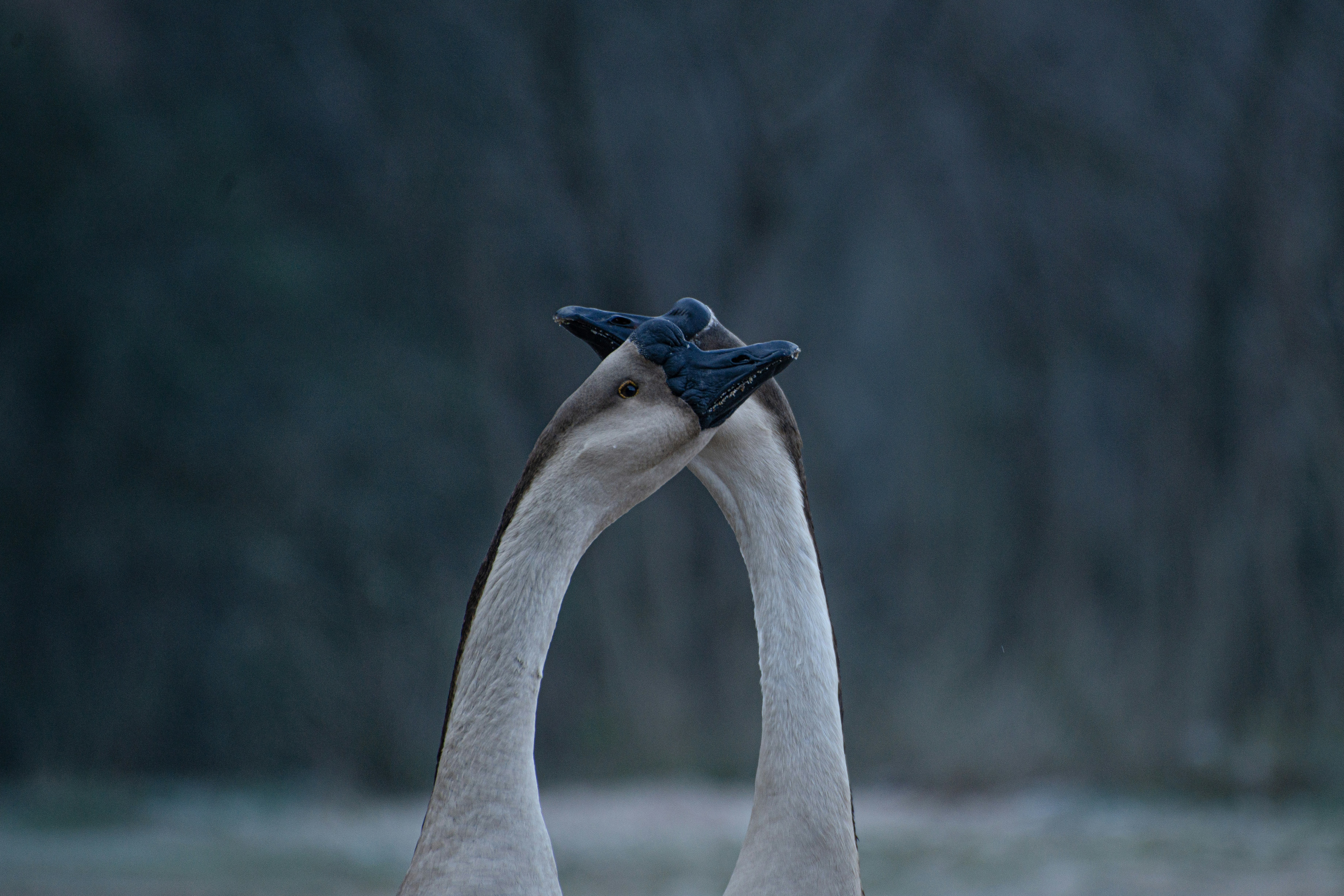 Geese with their heads held high | Two geese nuzzle necks in soft twilight.
