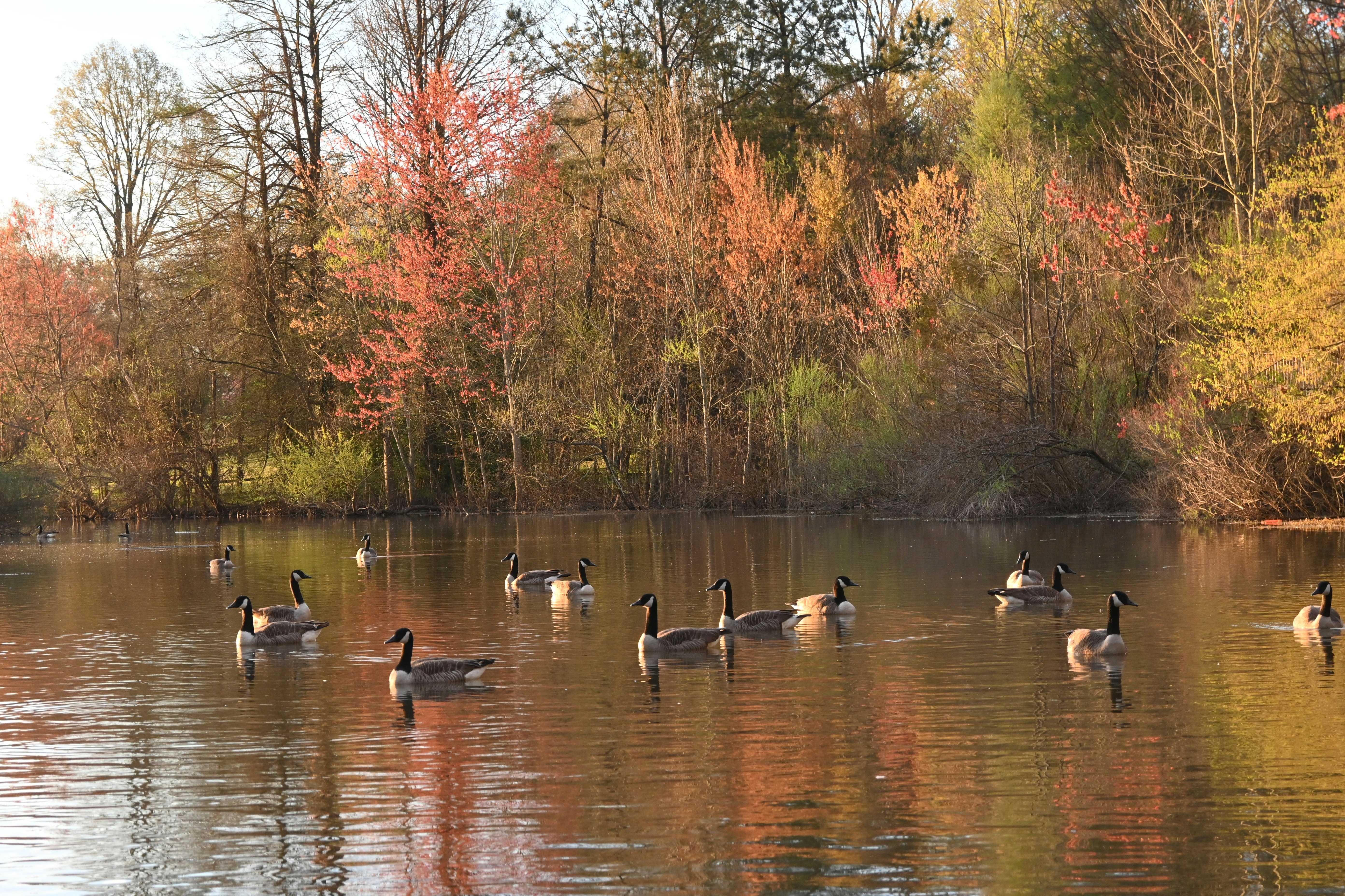 Autumn Assembly: Geese on a Glassy Lake