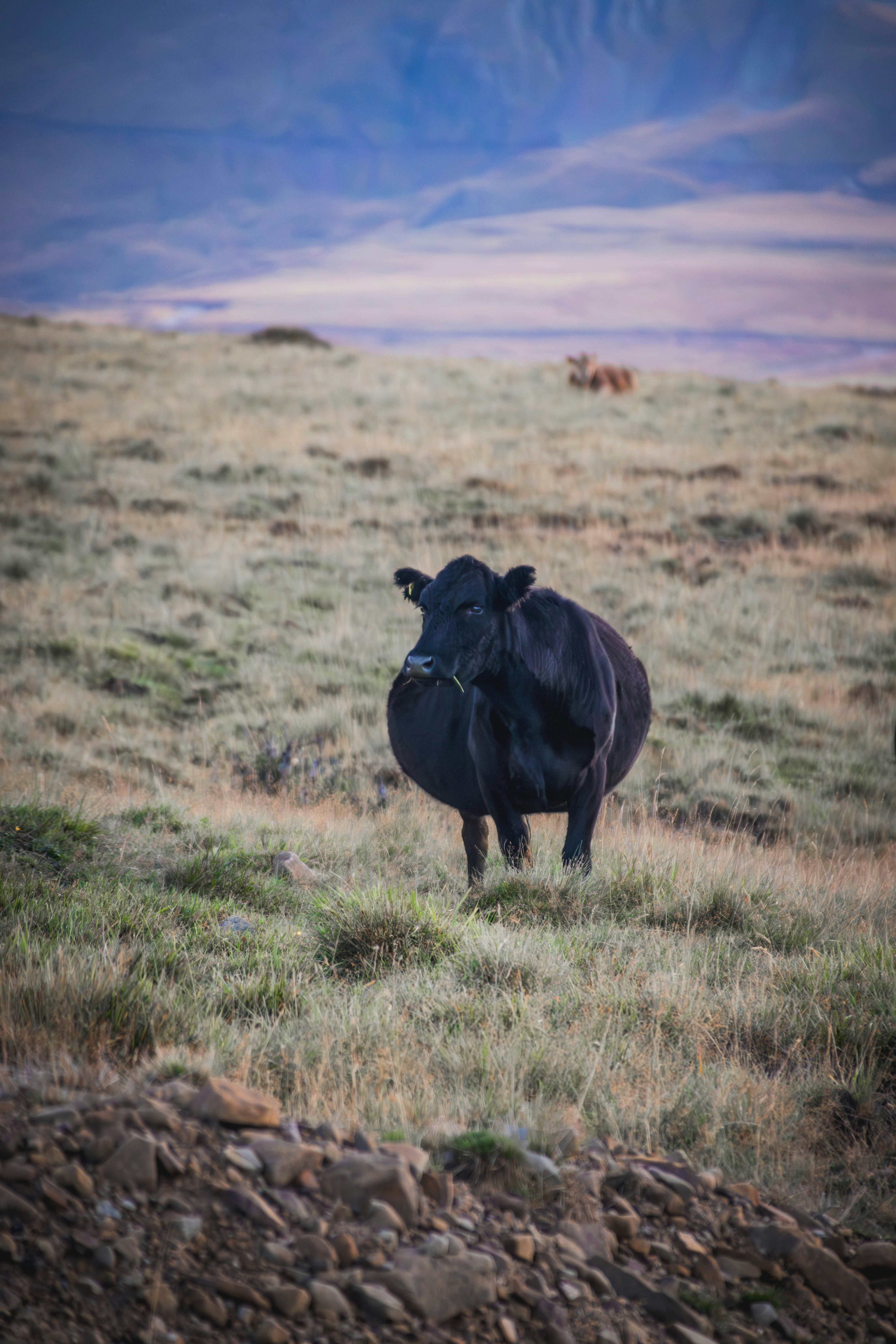 Grazing in Serenity: A Moment on the Hillside