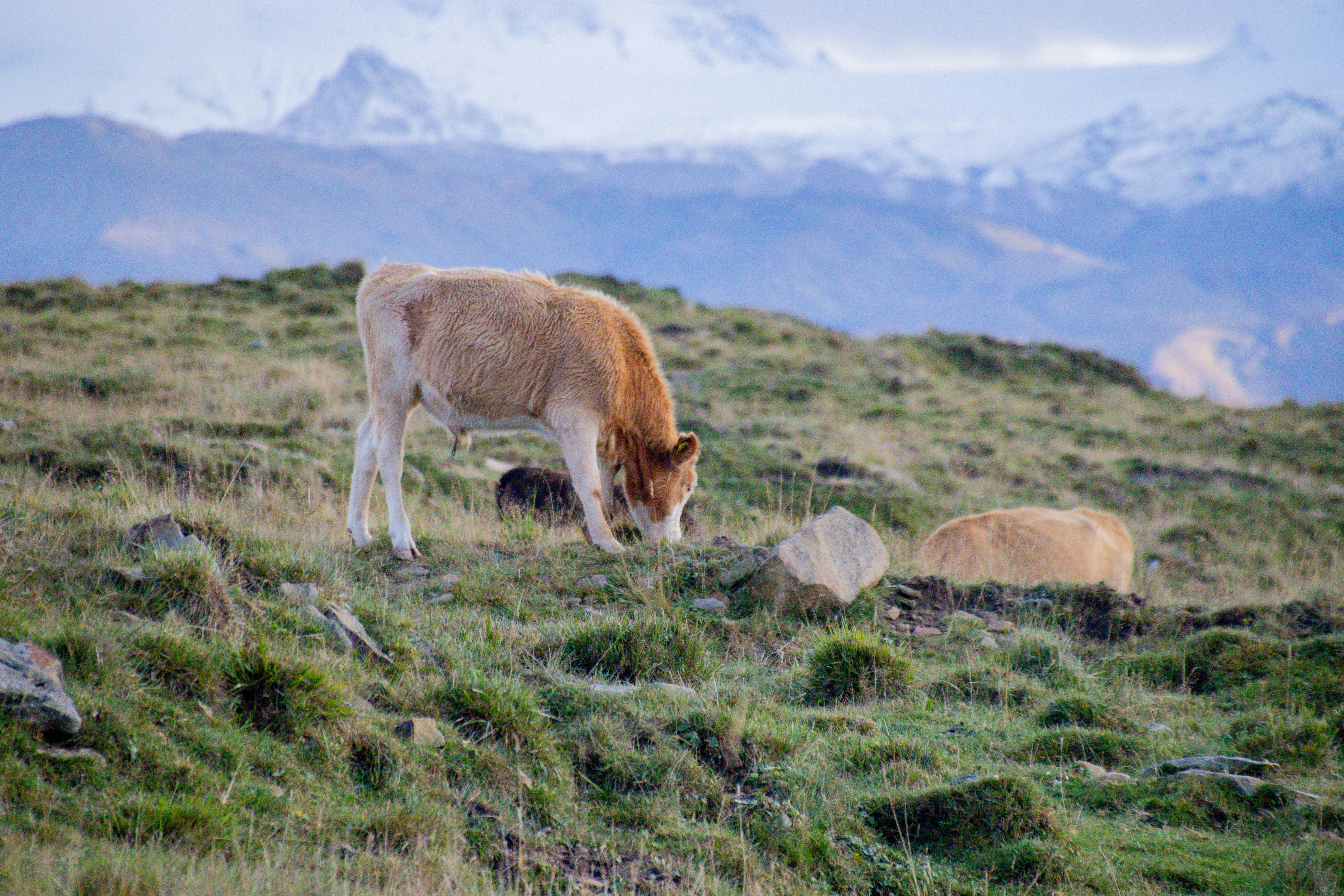Grazing Serenity Amidst Majestic Peaks