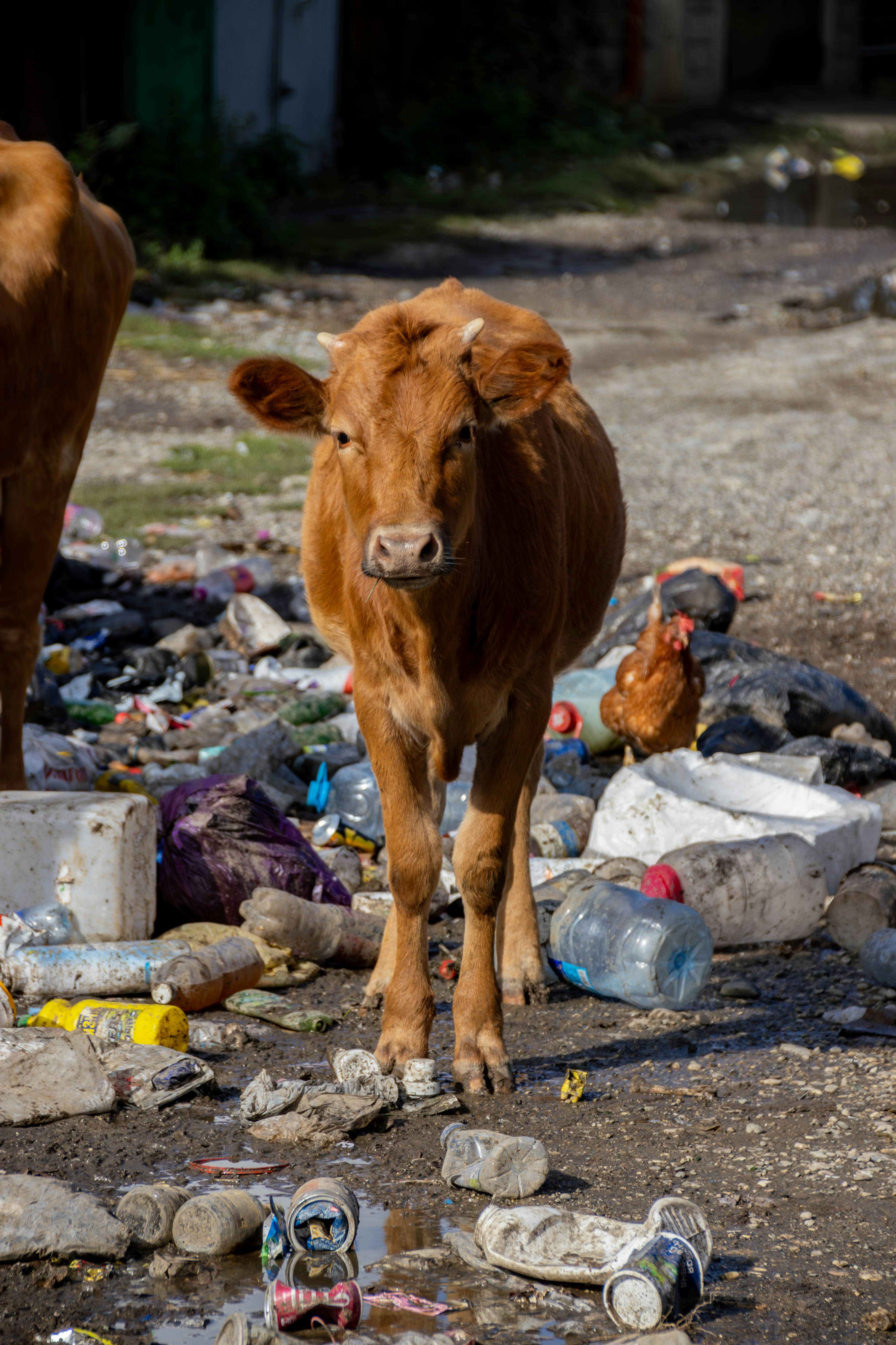 Reproach | A young cow stands amidst garbage and debris.