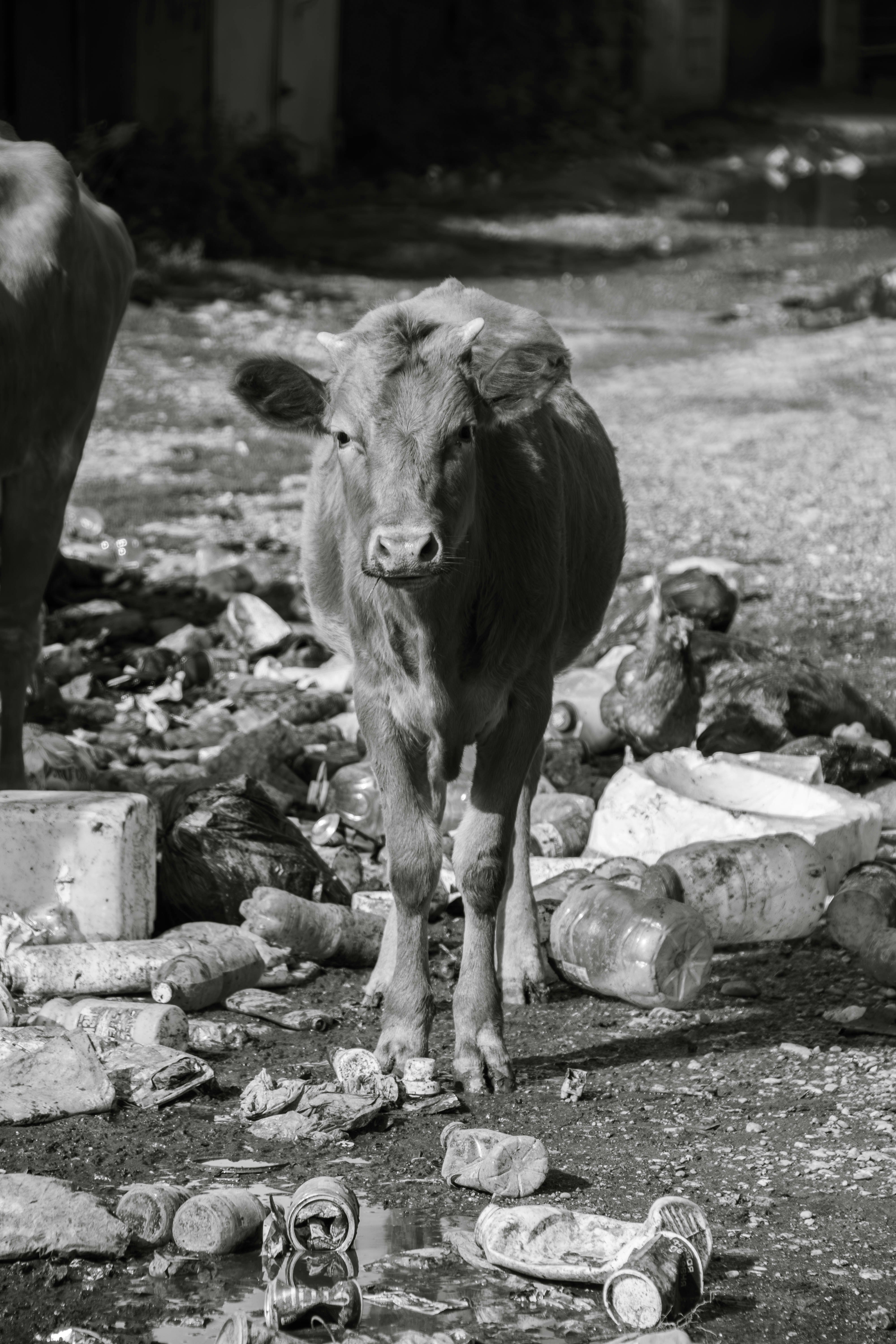 Innocence Amidst Urban Decay