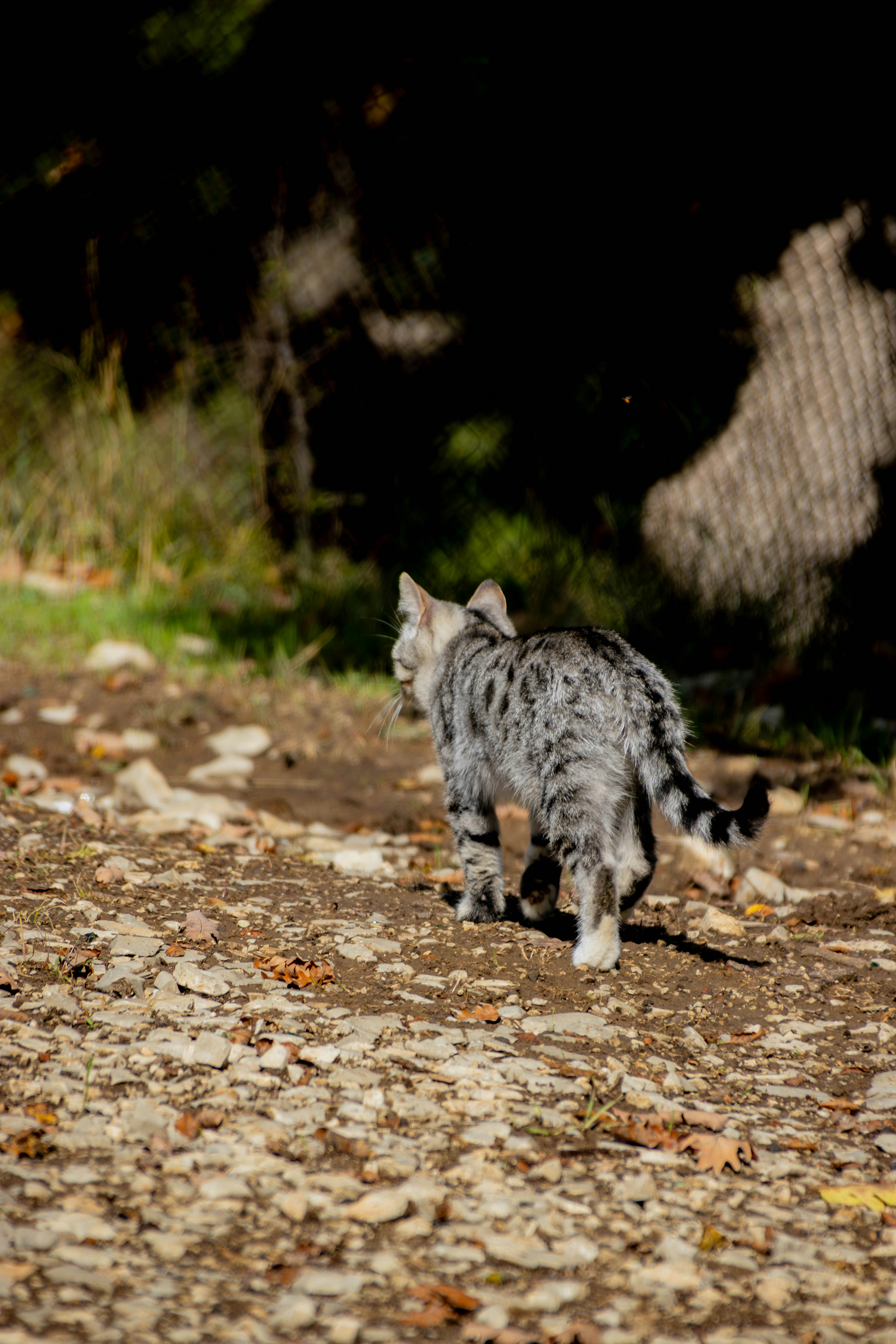 Grey cat | A spotted cat walks on a rocky path.