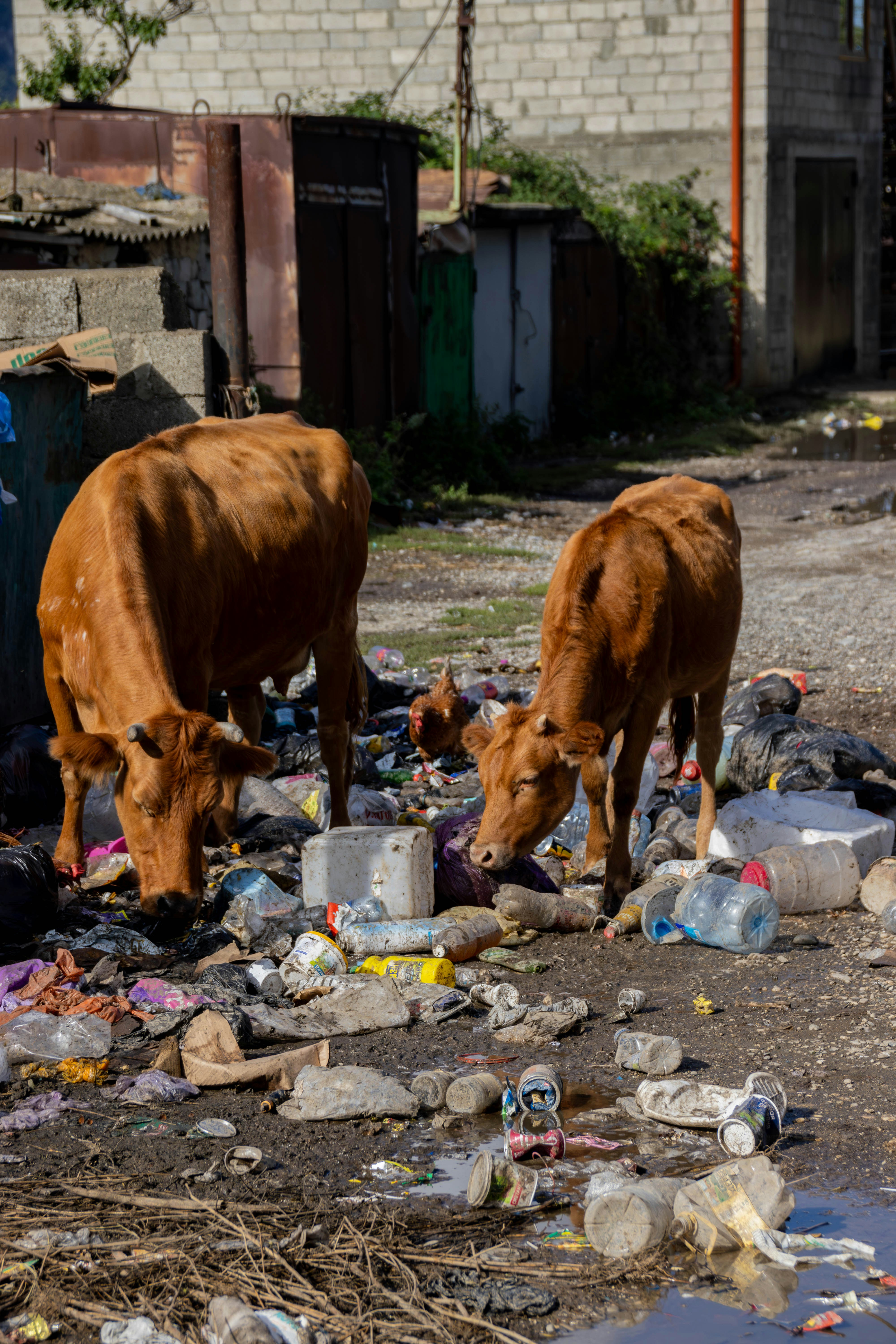 Urban Grazing: A Tale of Resilience