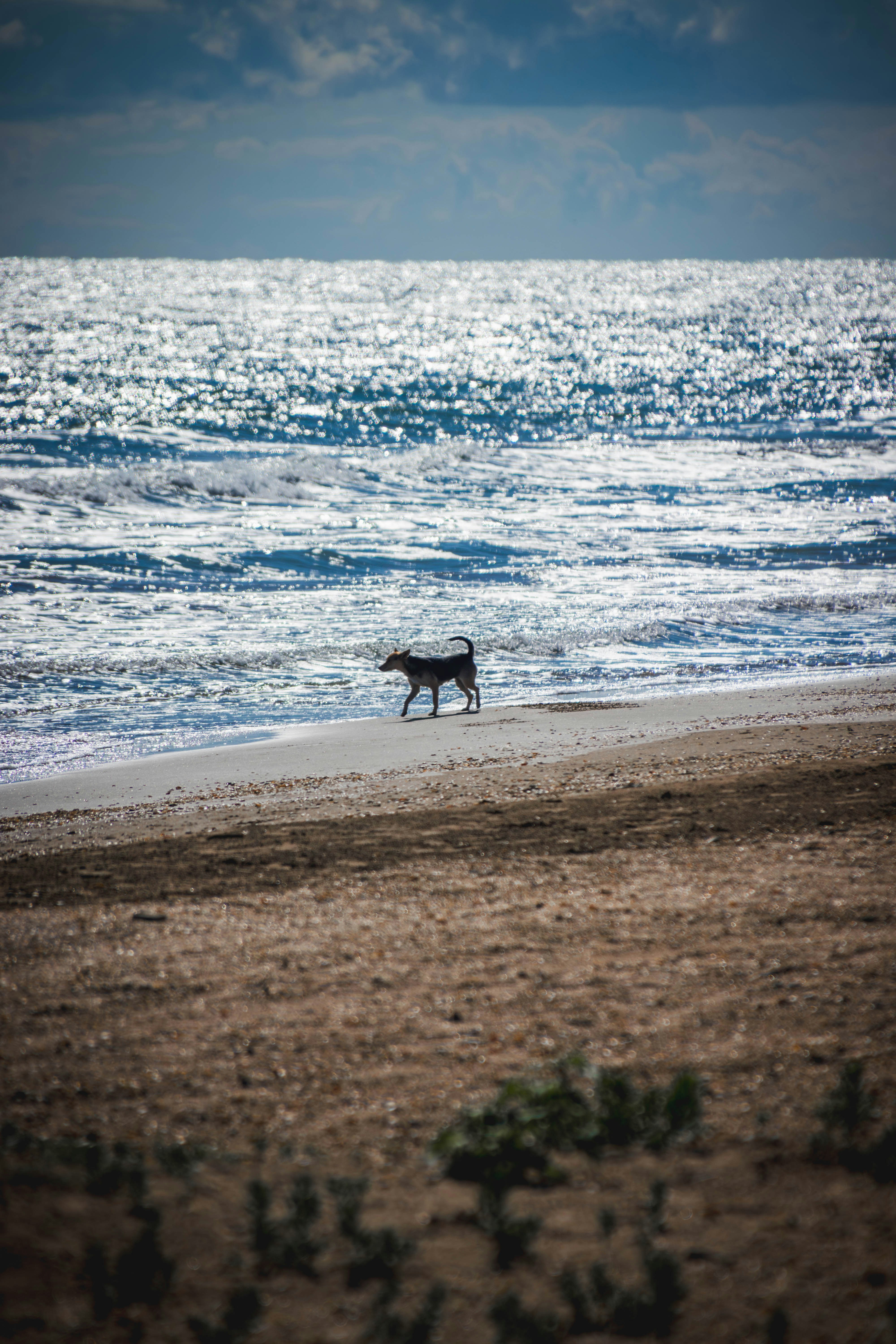 Dog on the beach | A dog walks along a sandy beach by the ocean.