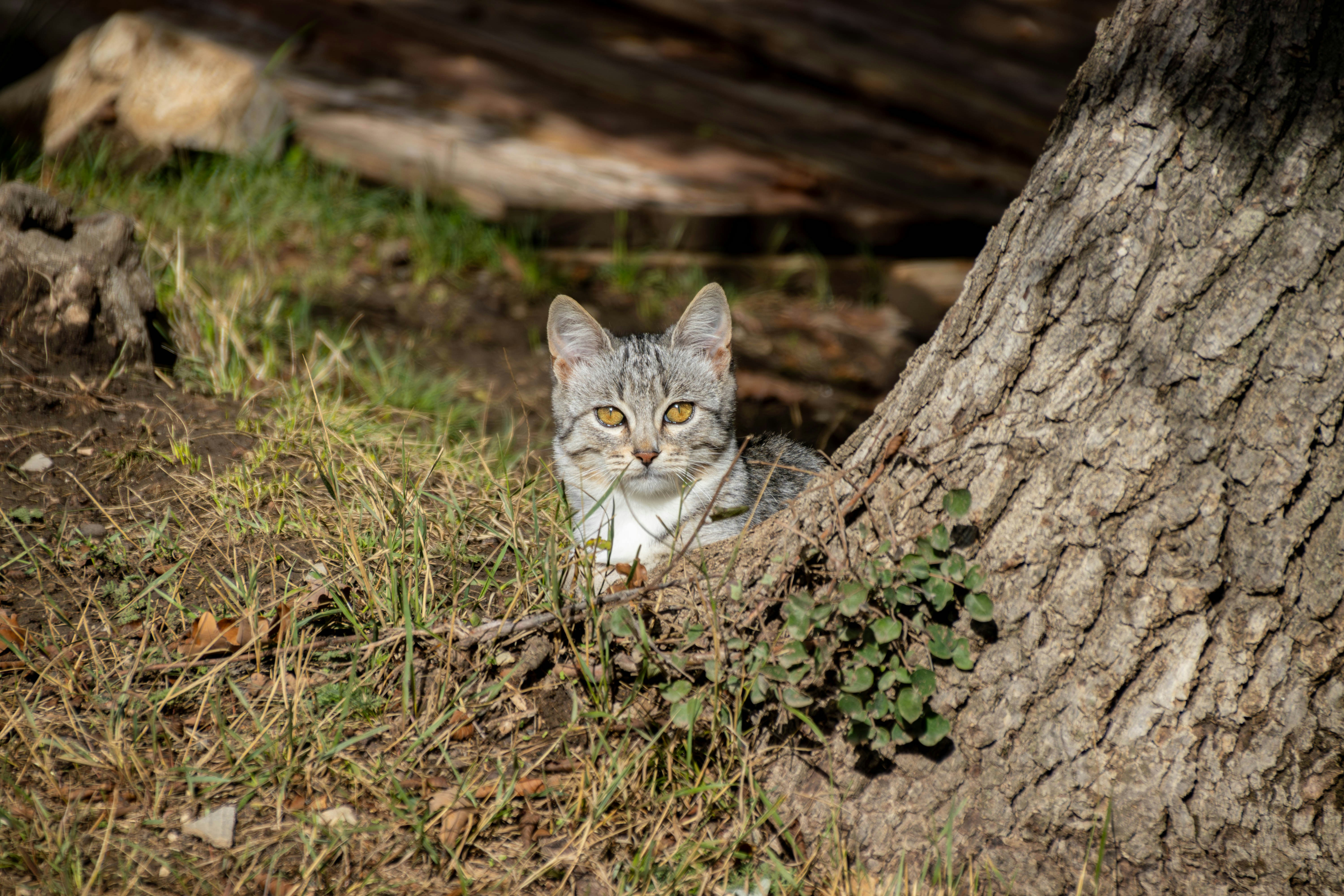 Grey cat | A tabby kitten peeks from behind a tree.