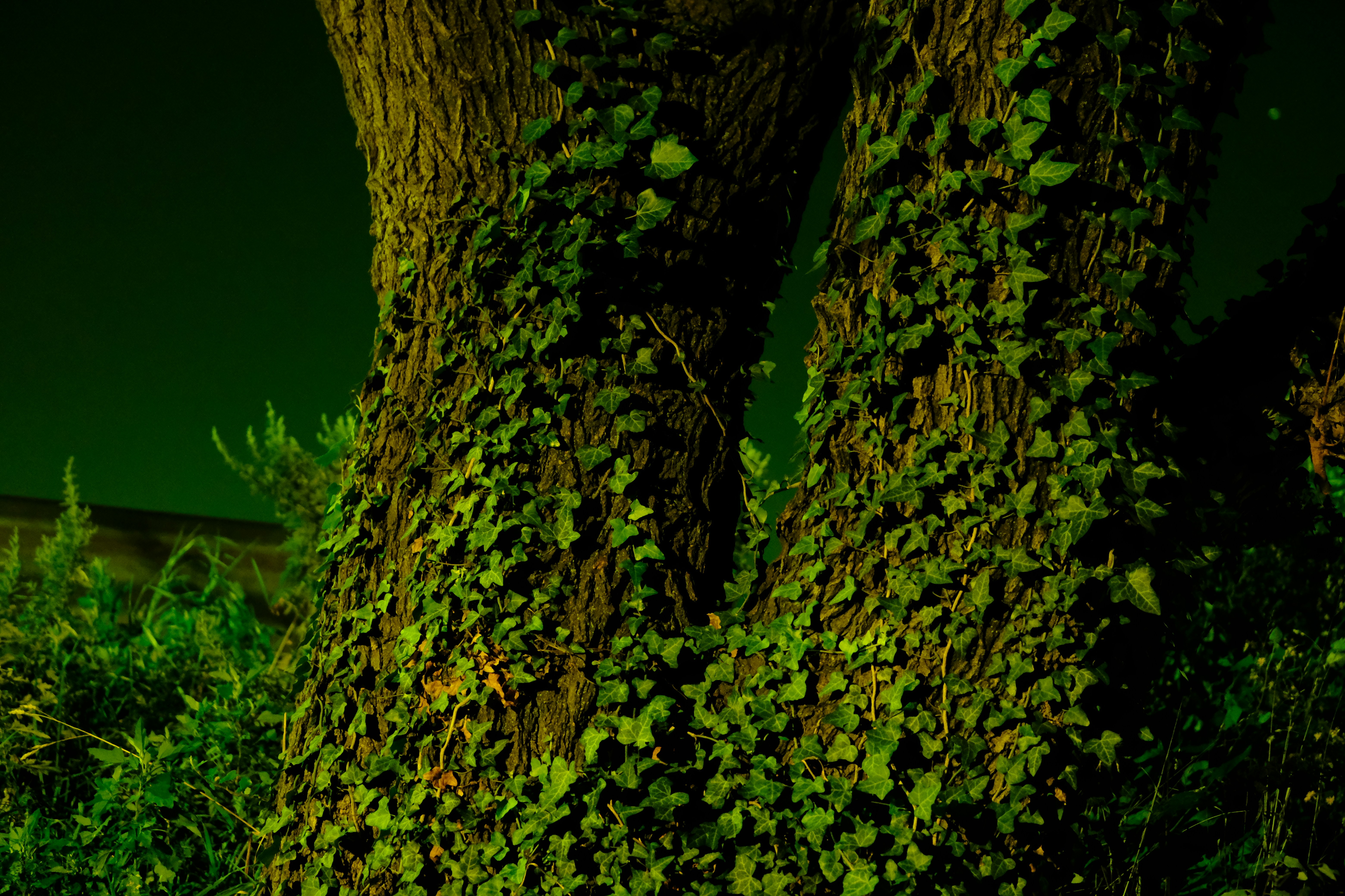 Whispers of Nature: The Enchanted Embrace