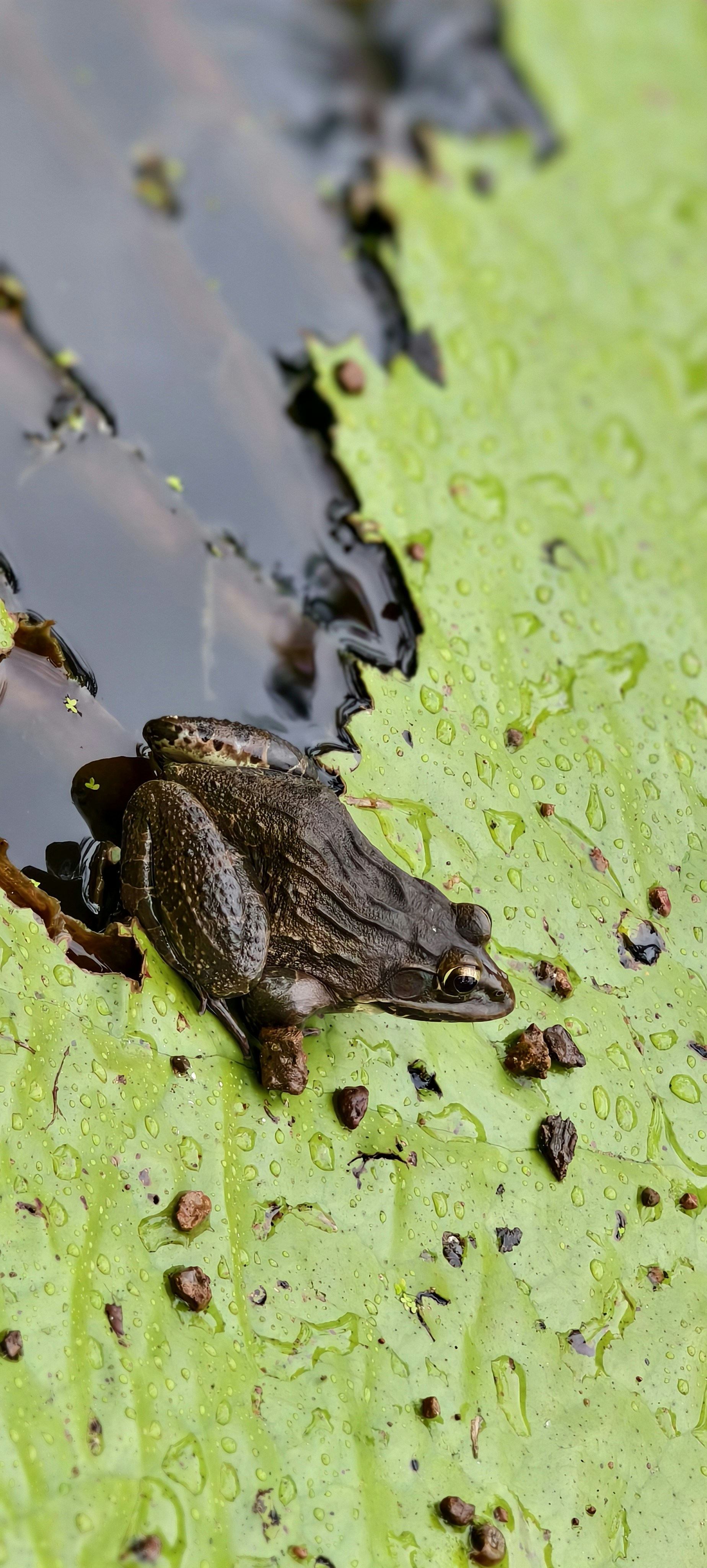 Frog | A brown frog rests on a wet green lily pad.