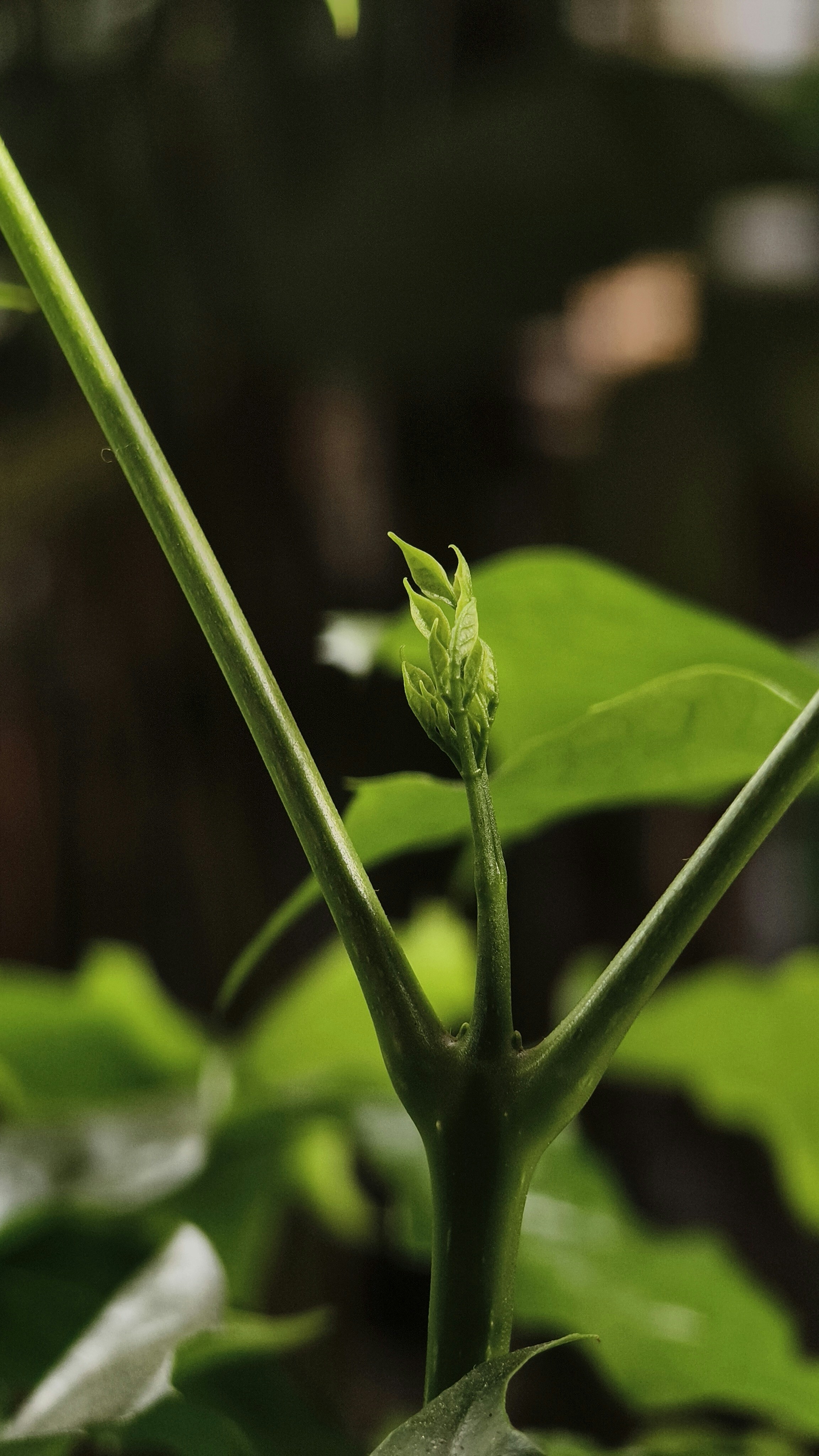 Leaf | New green plant growth with unfurling leaves.