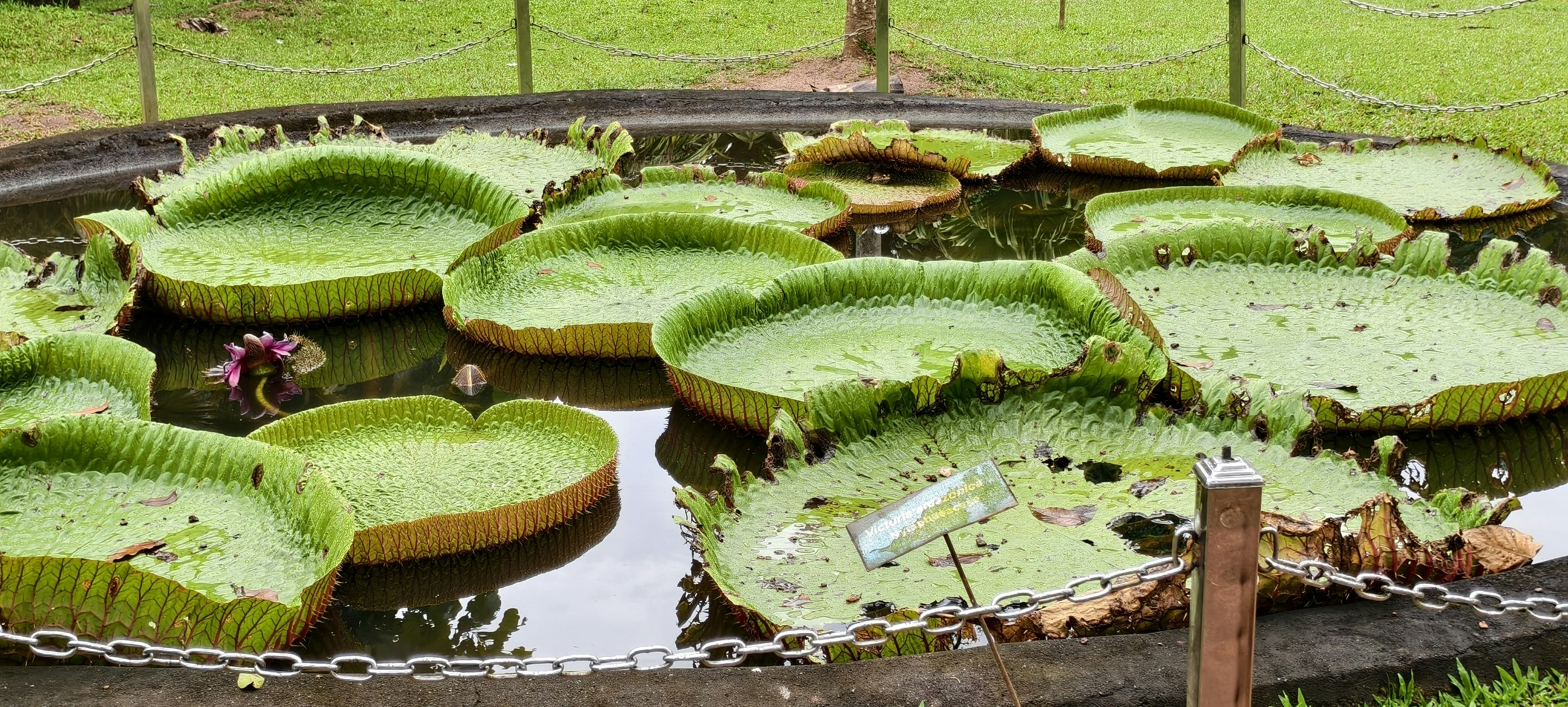 Big leaf | Giant lily pads floating on a pond