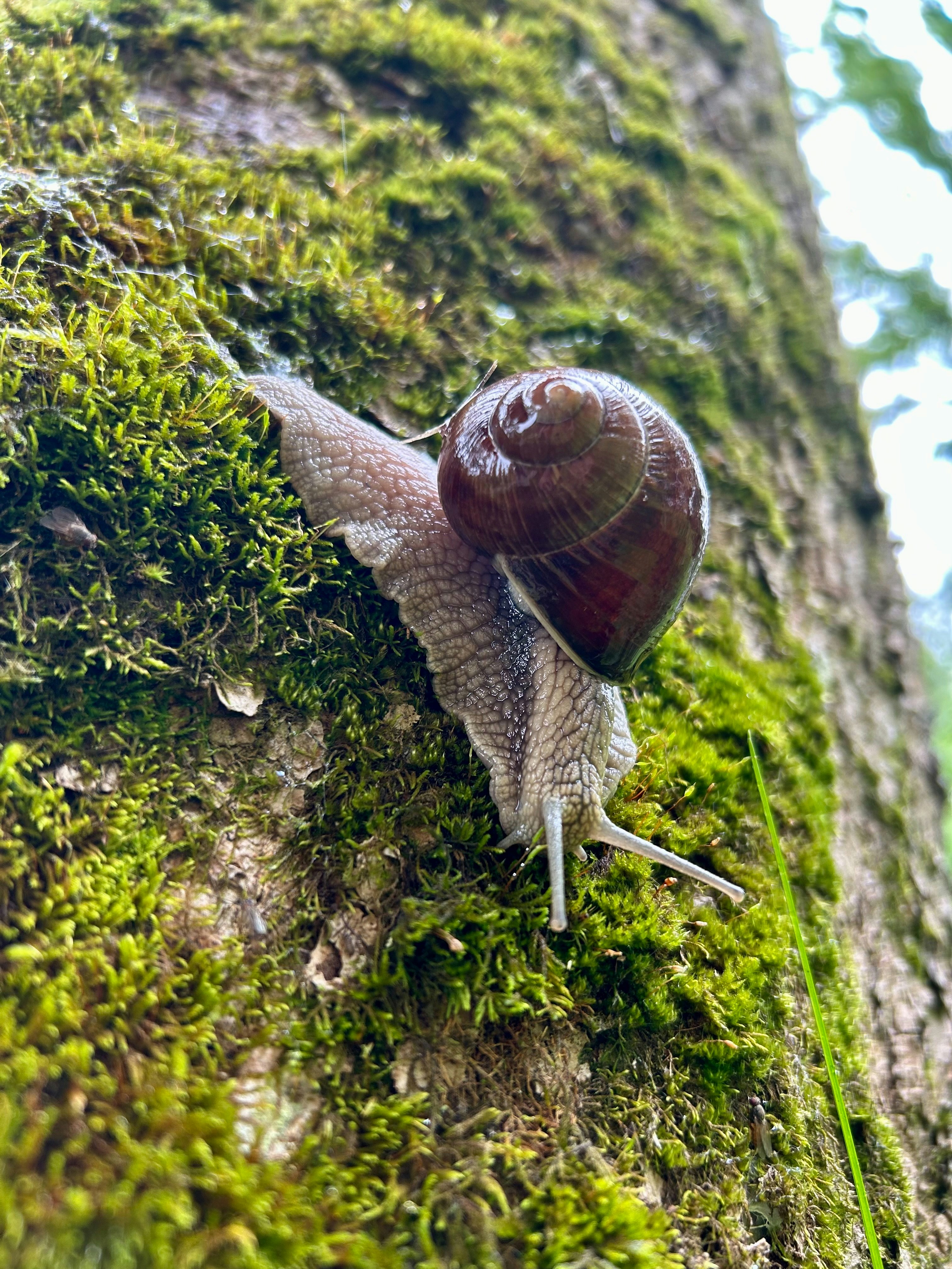 Silent Ascent: The Snail's Journey