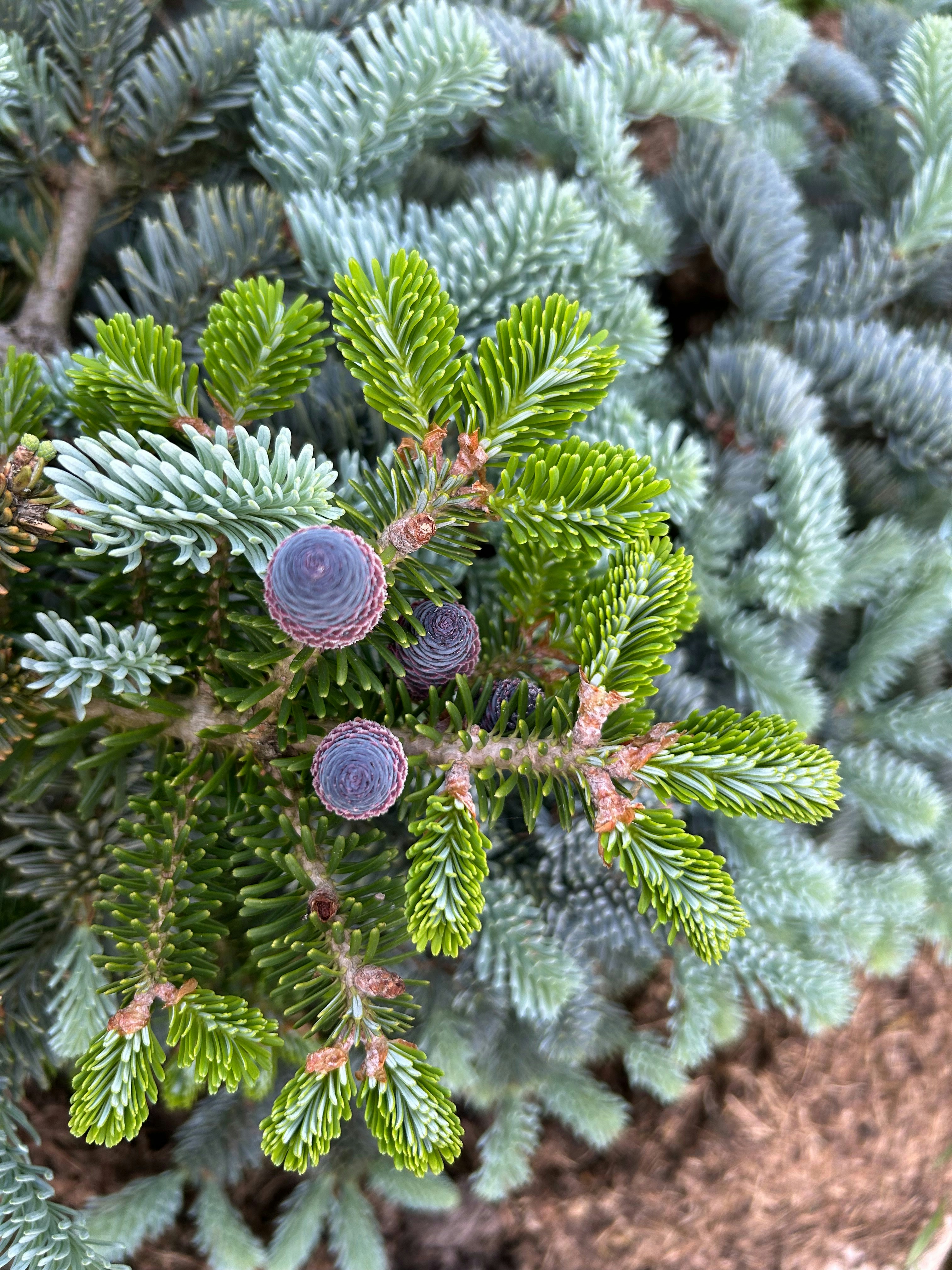 Nature's Textured Harmony