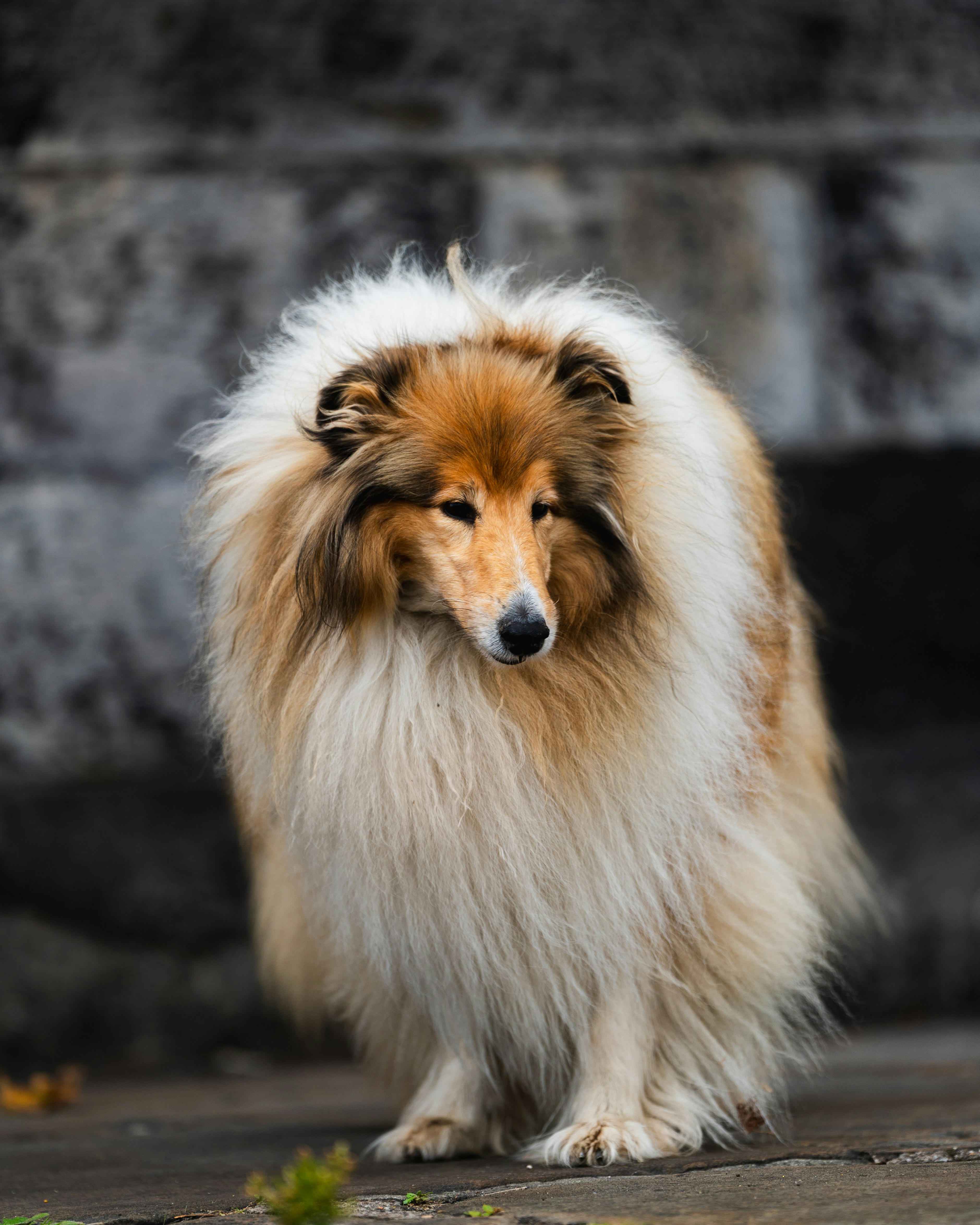 A fluffy collie dog with long fur stands outdoors.