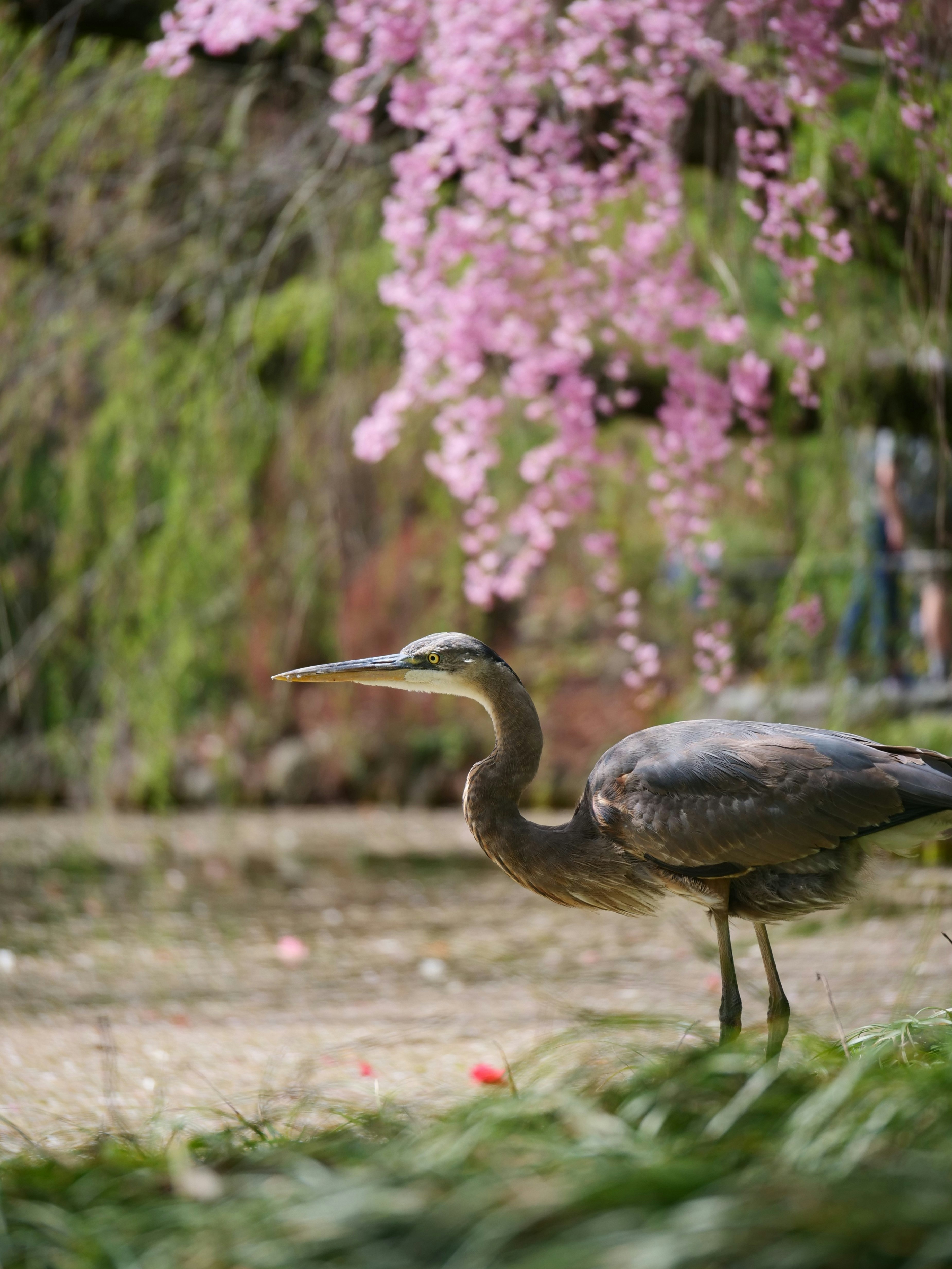 Elegance Amidst Blossoms