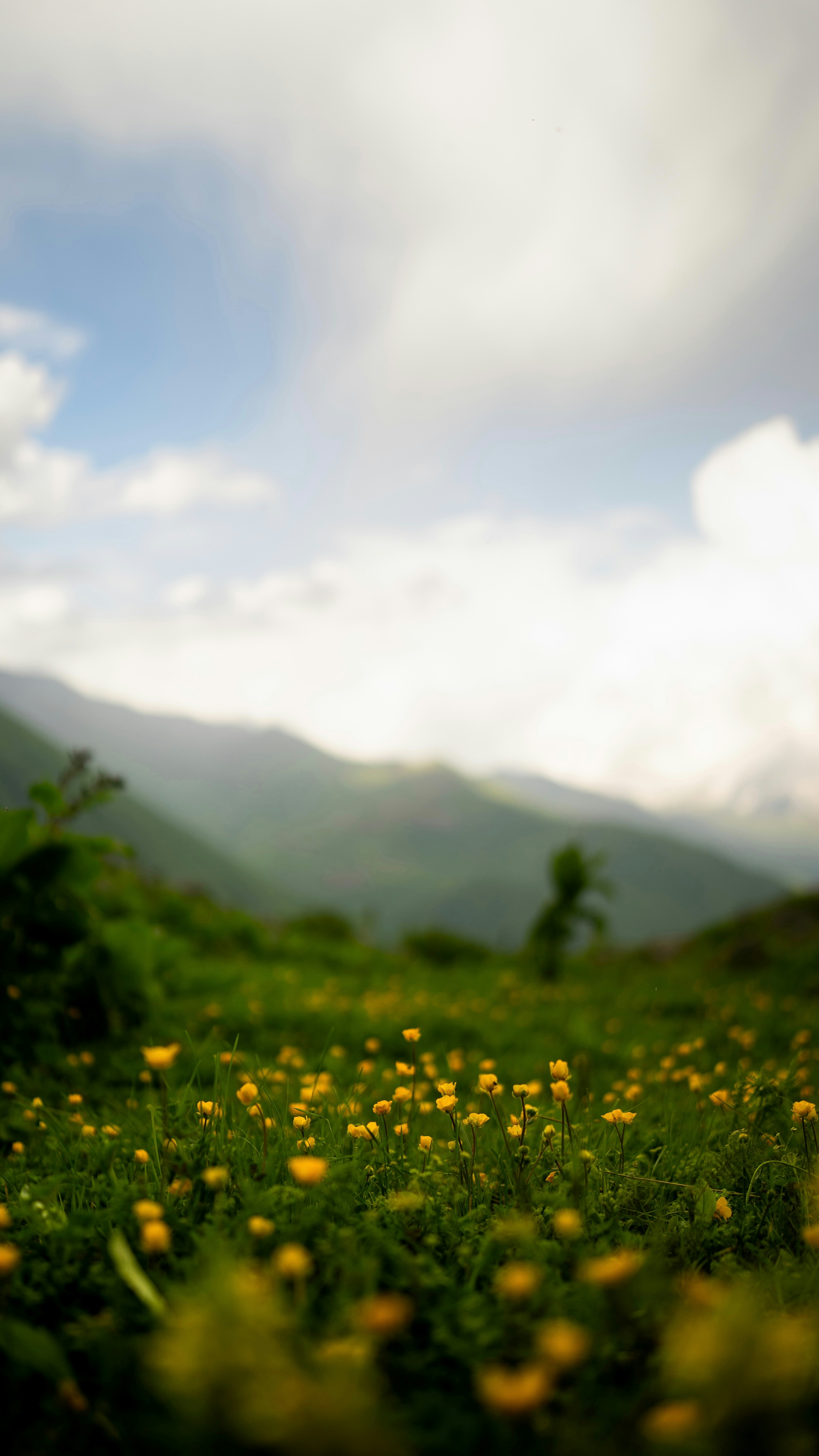 Whispers of the Wild: A Meadow's Embrace