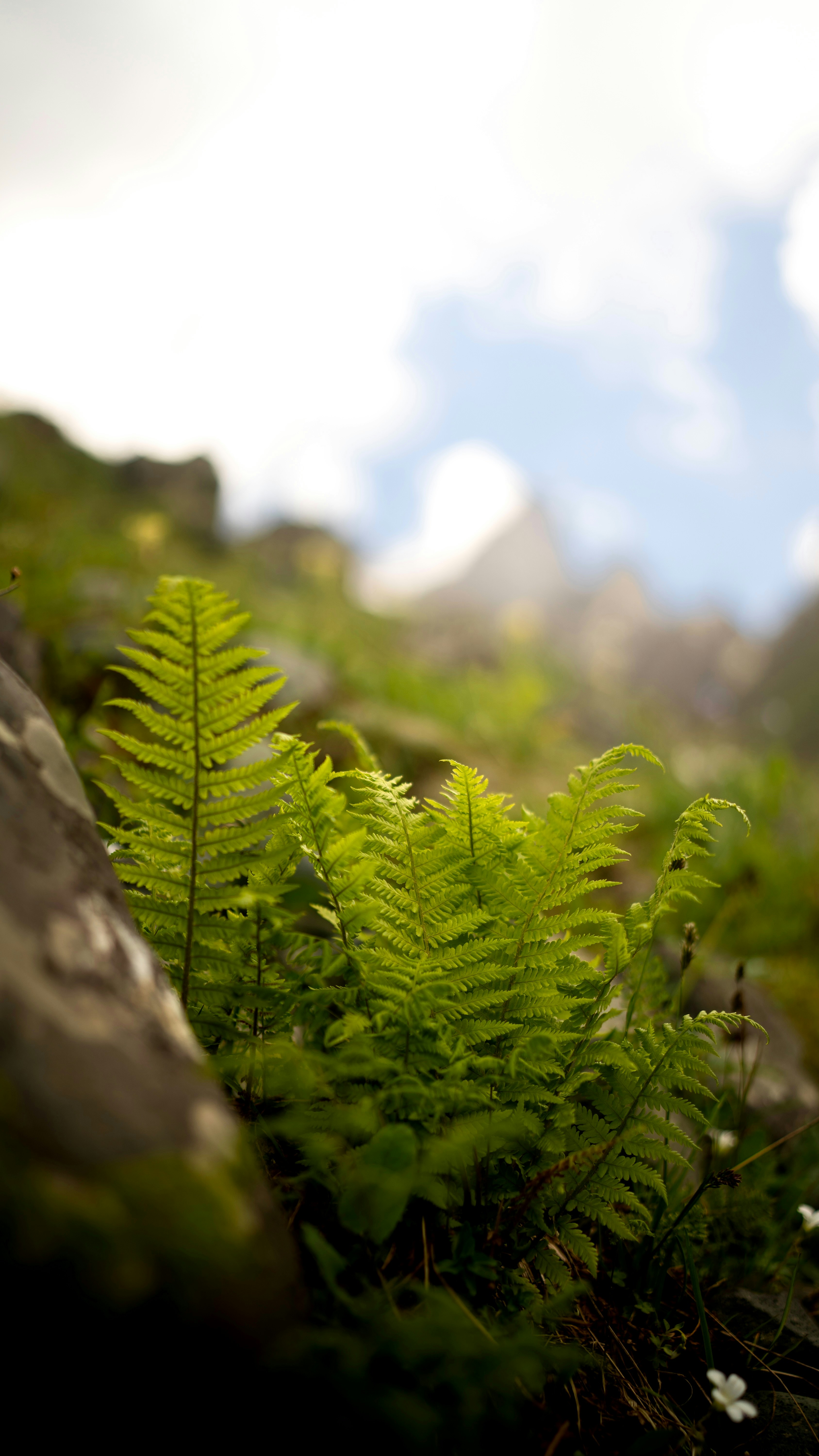 Whispers of the Forest Floor