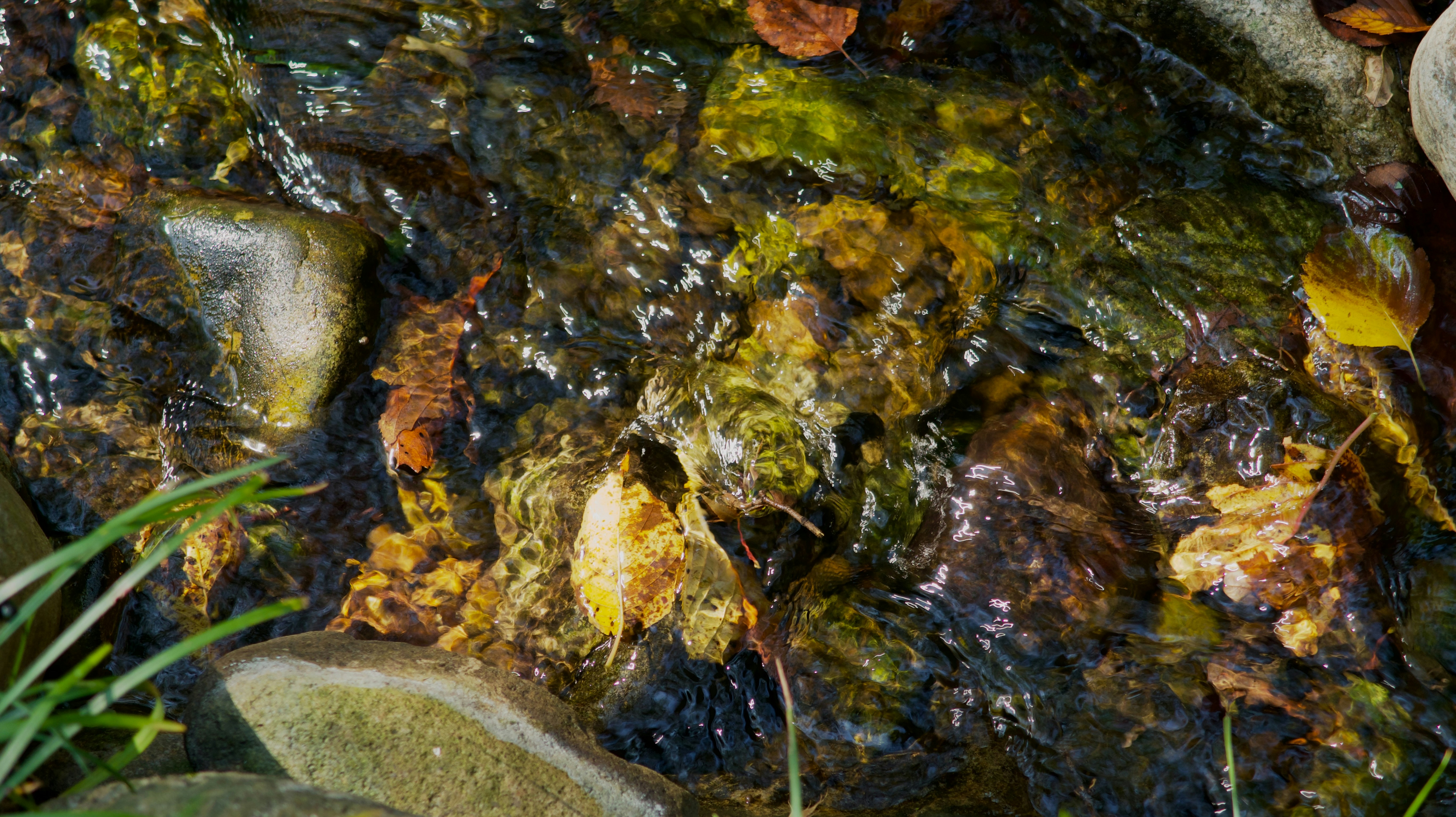 Clear water flows over rocks and fallen leaves.
