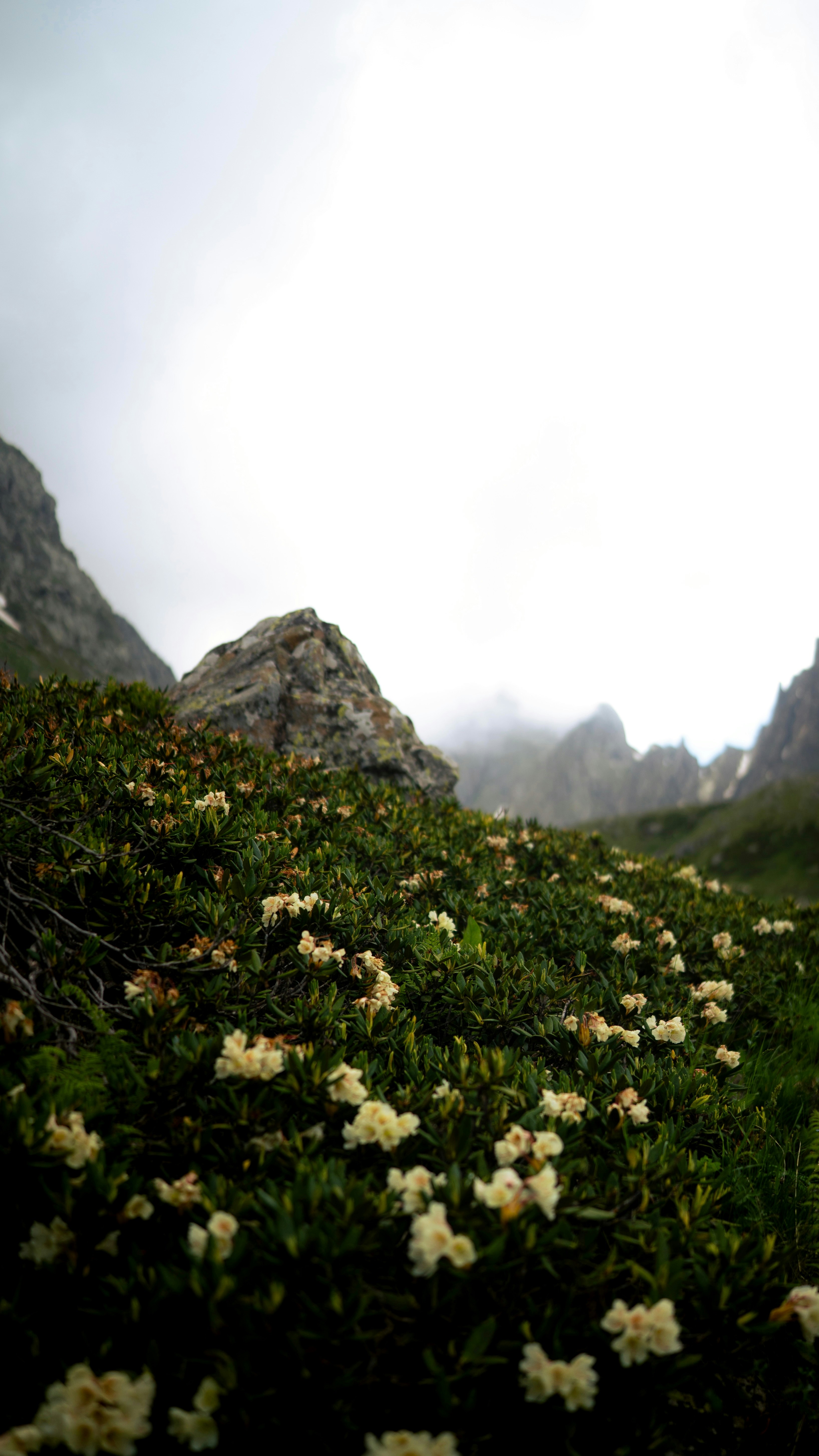 Cream-White Alpine Blooms Carpet a Craggy Slope