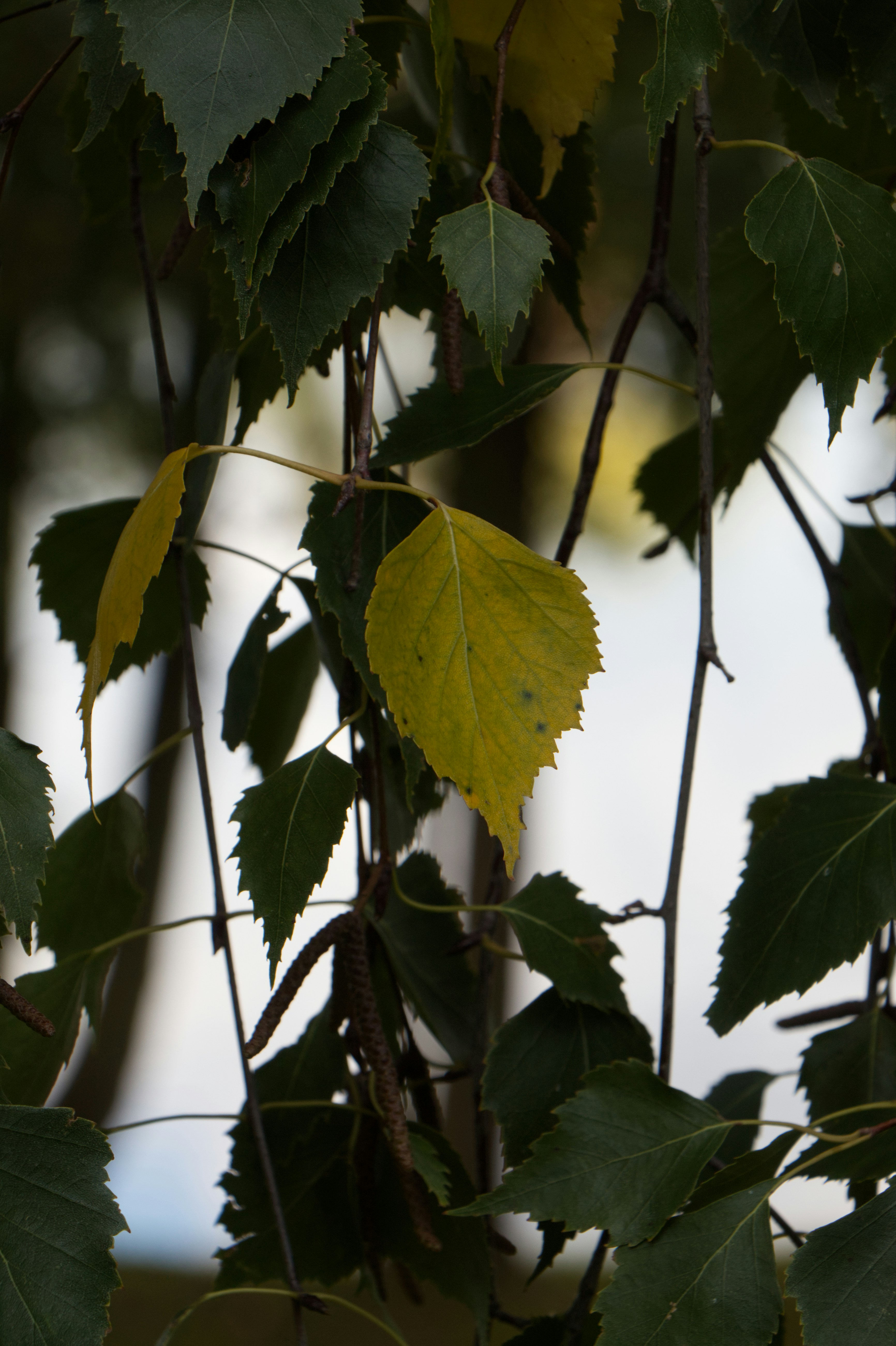 Photo by Carla with Canon EOS 4000D