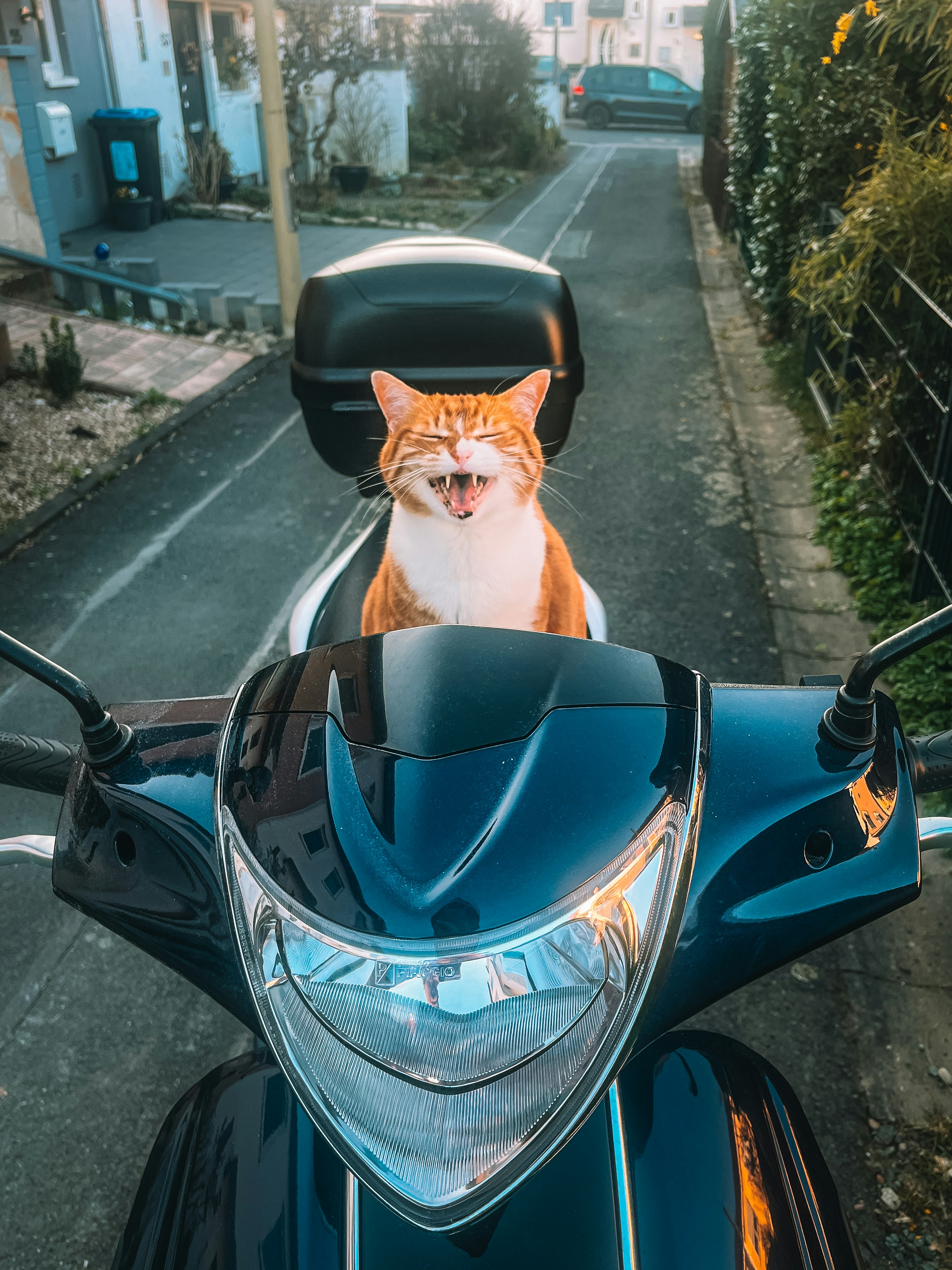 Cat riding a Scooter and smiling | Orange cat yawning on a scooter seat