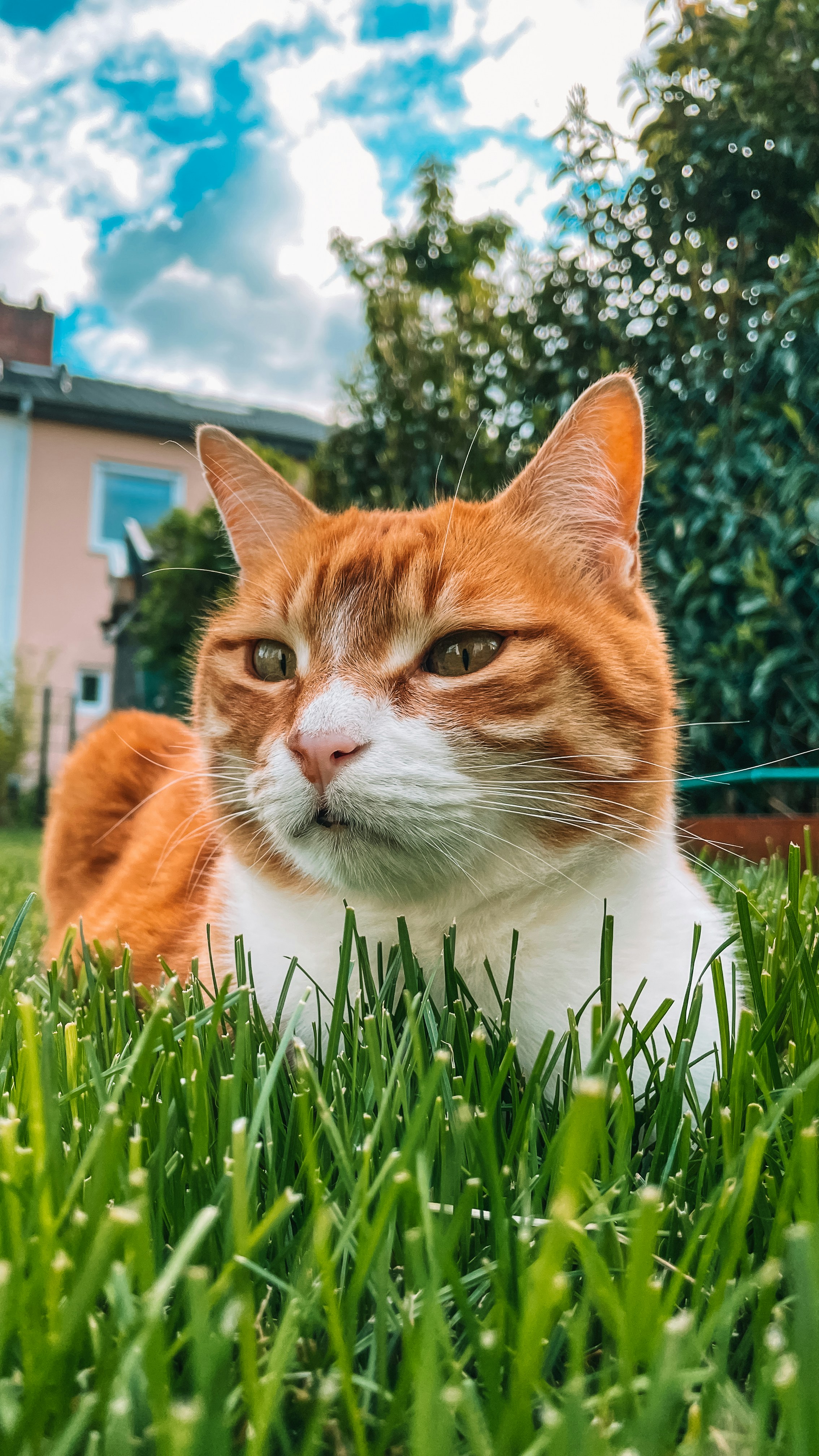 Red cat | An orange tabby cat rests in green grass.