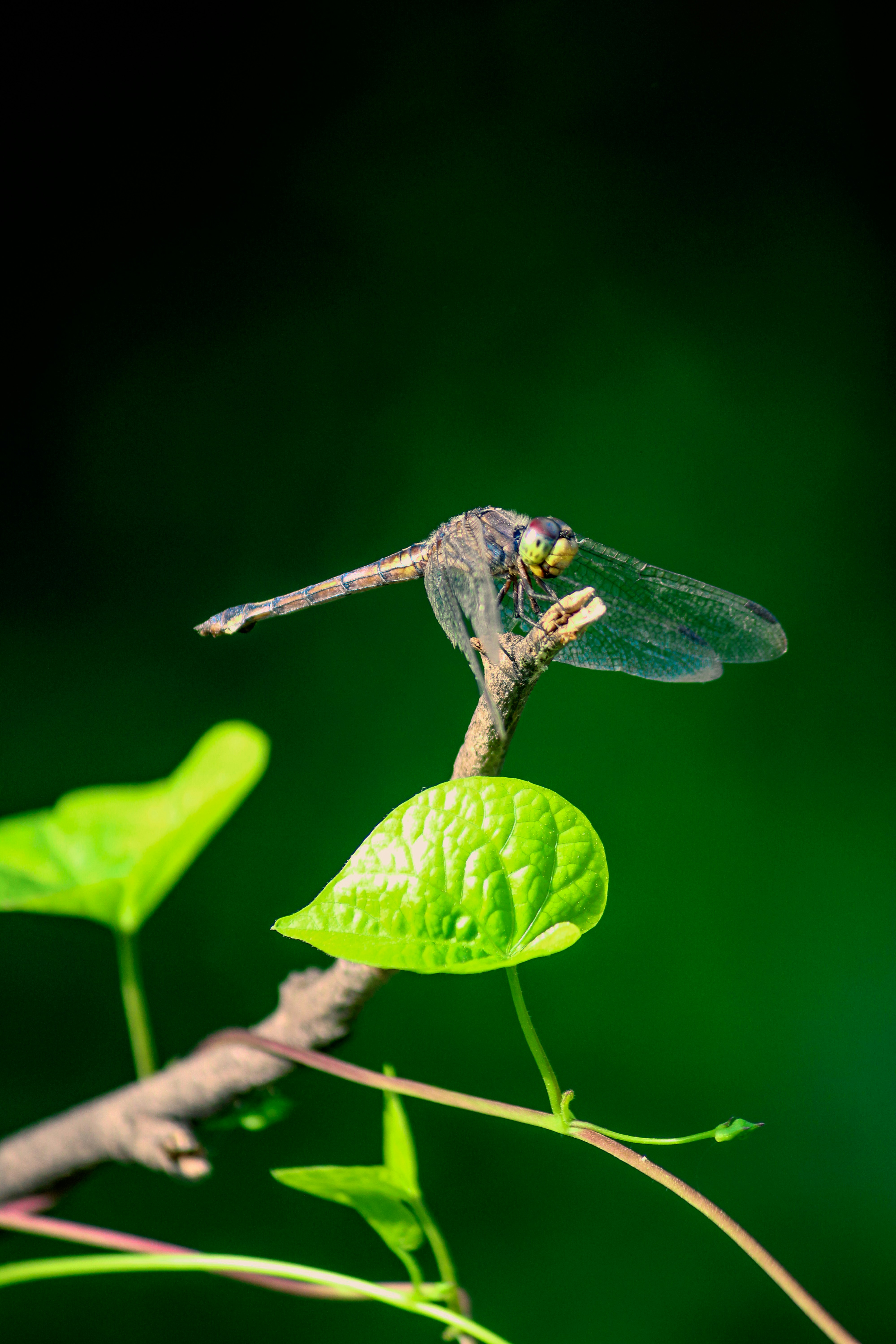 Nature's Delicate Balance: The Dragonfly's Perch