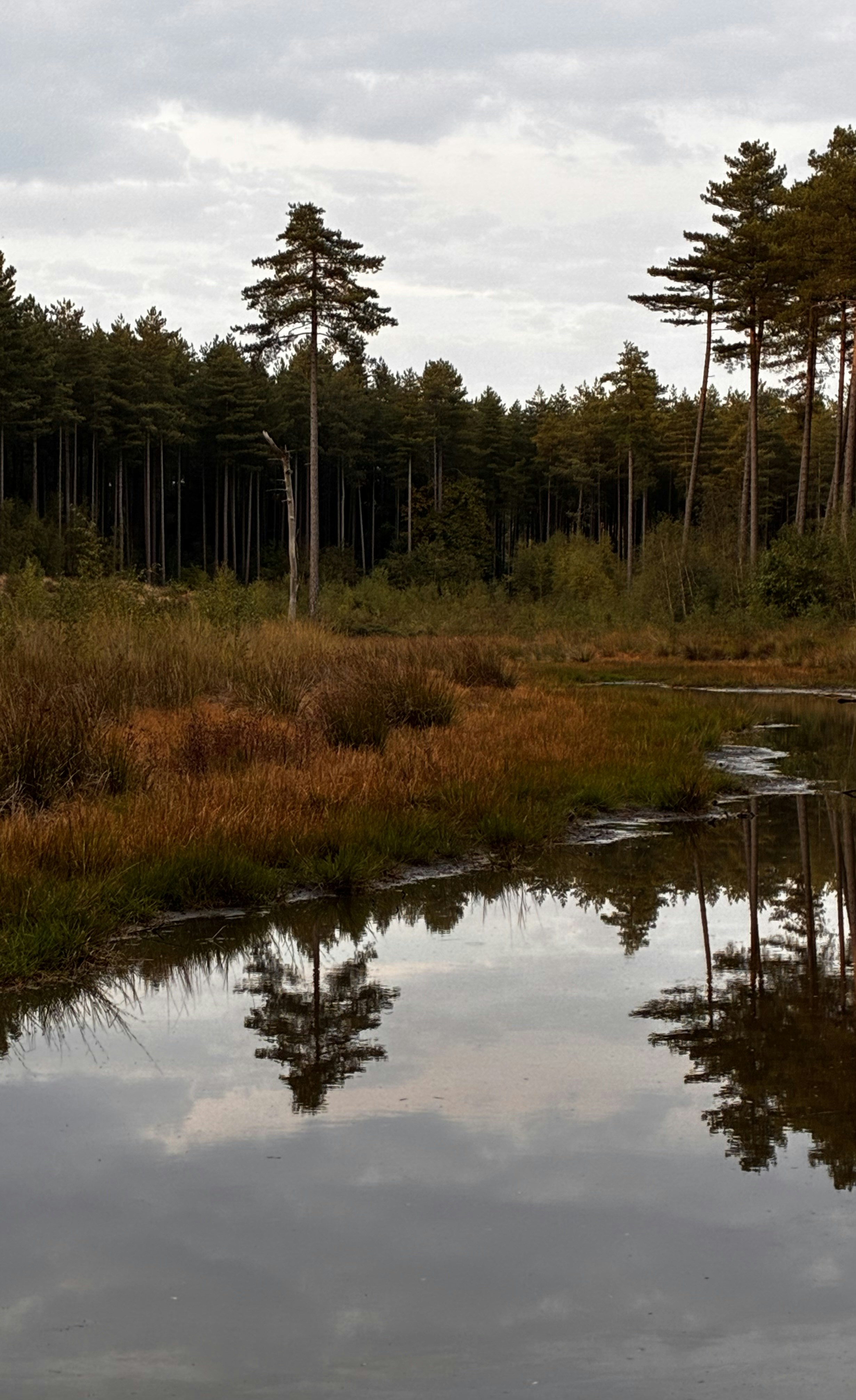 Serene marshland reflecting tall pine trees under a cloudy sky, showcasing the beauty of nature's symmetry.