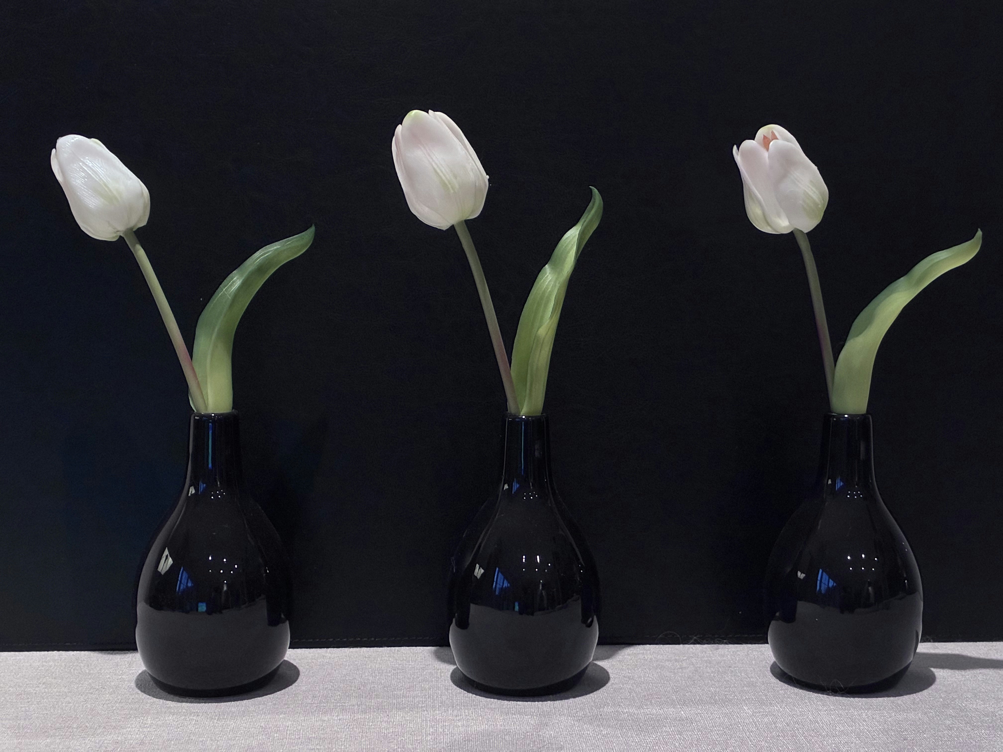 Three white tulips with green leaves arranged in minimalist black vases against a dark backdrop.