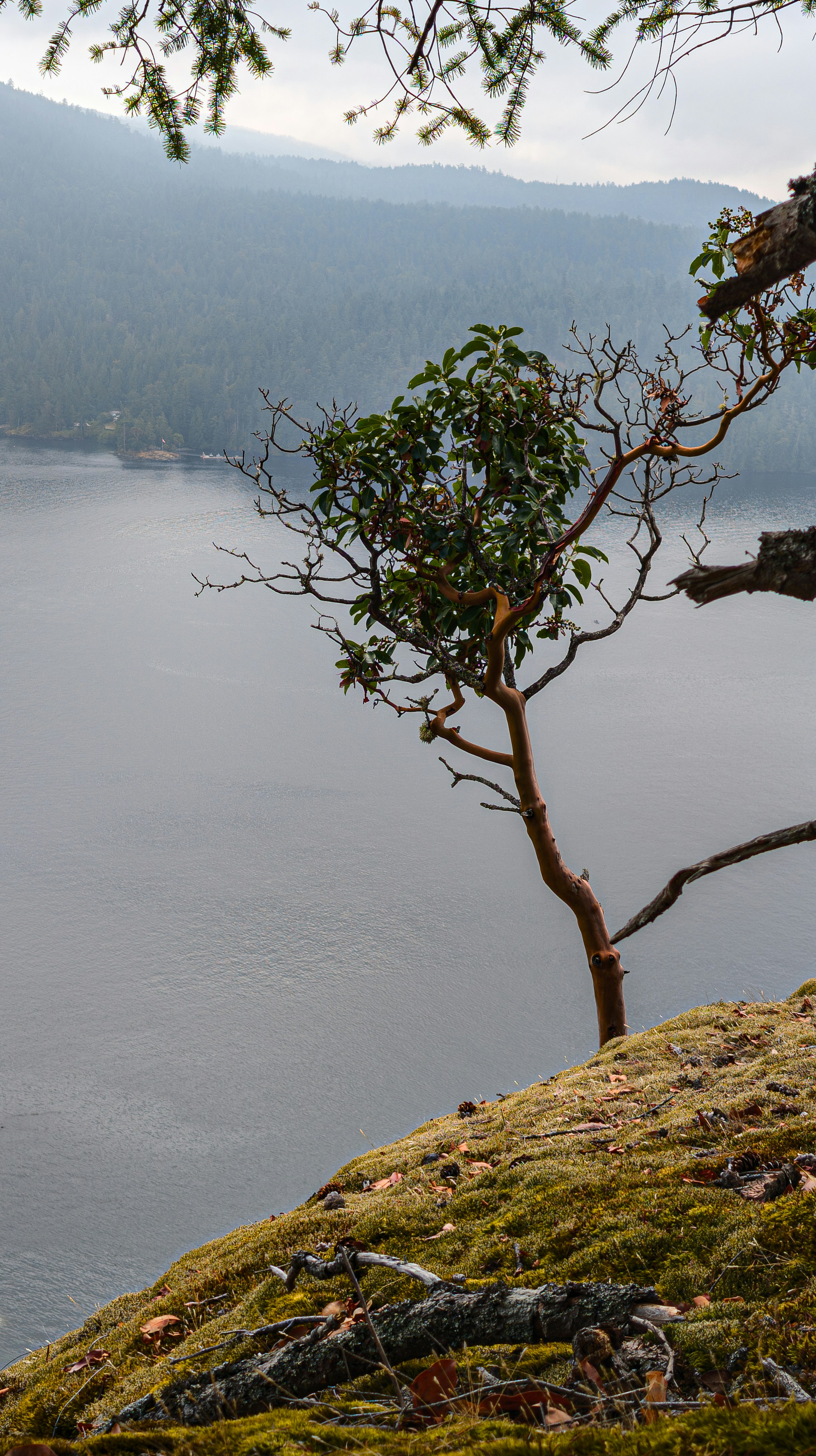 Tree on a mossy cliff overlooking calm water.