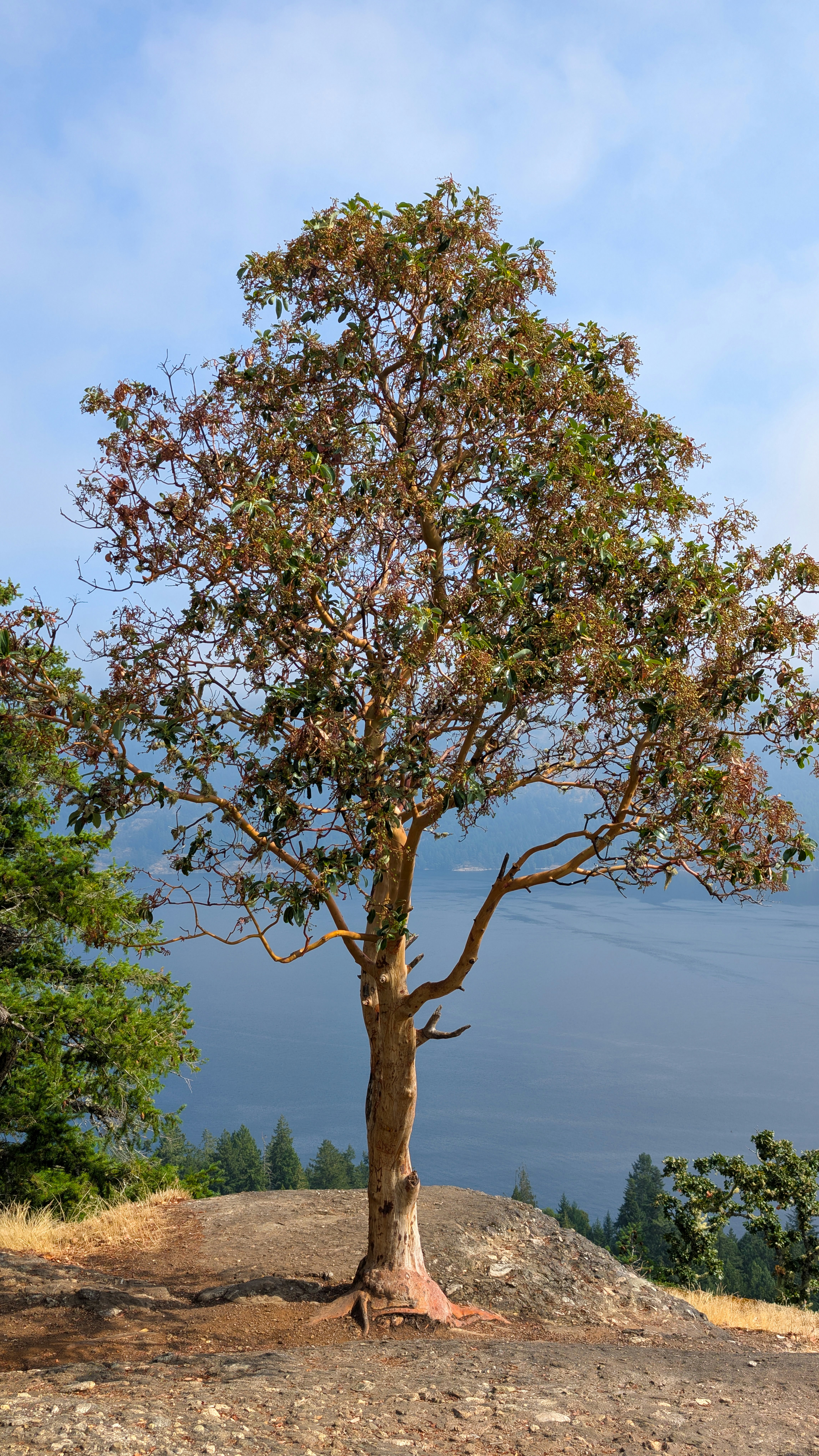 Resilient Sentinel: A Tree's Stand Against Time