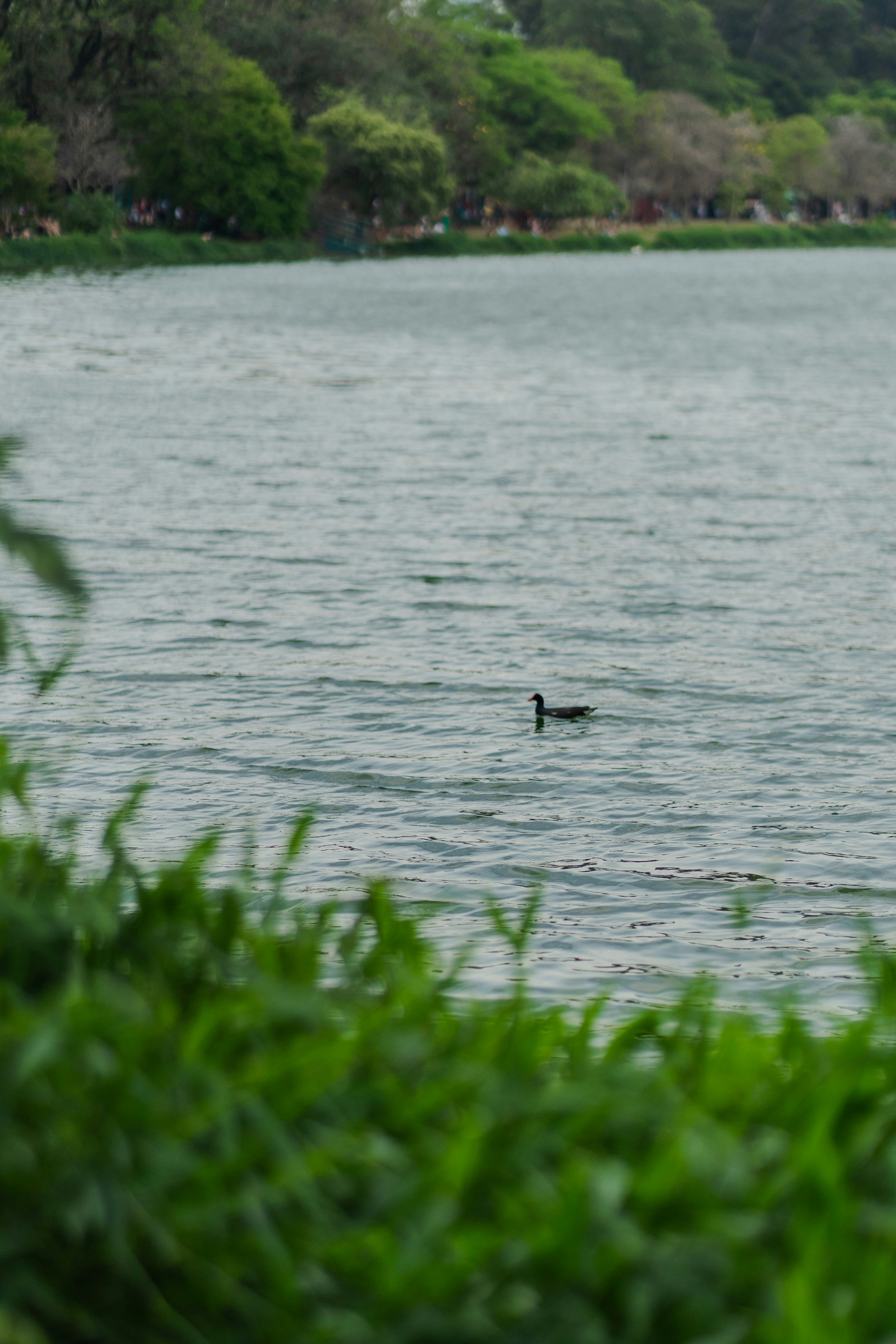 Serenity on the Water's Edge