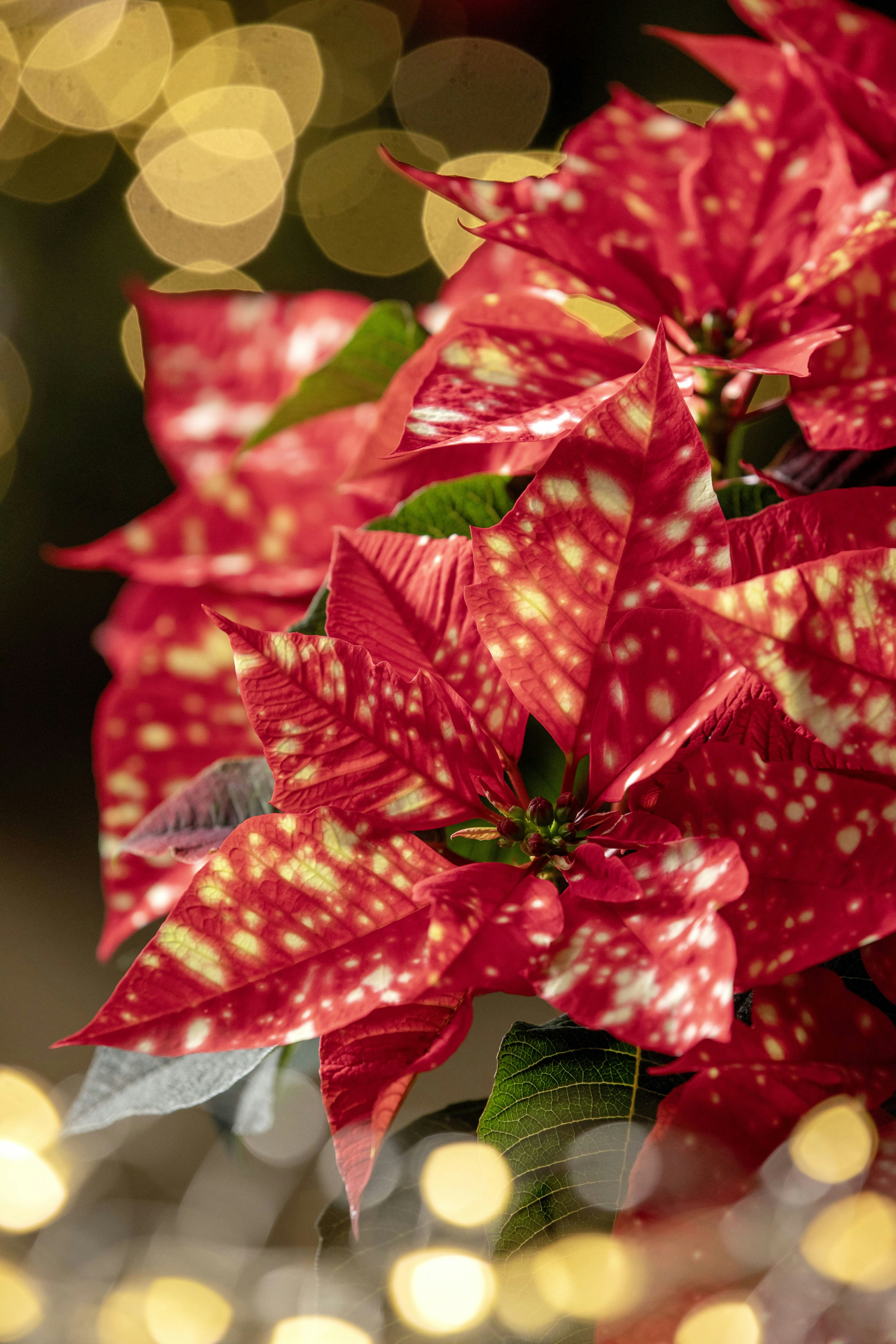 Poinsettias are the Christmas Stars amongst flowering plants. Image credit - Stars for Europe - https://www.starsuniteeurope.eu/en/ | Red poinsettia with yellow spots and bokeh lights