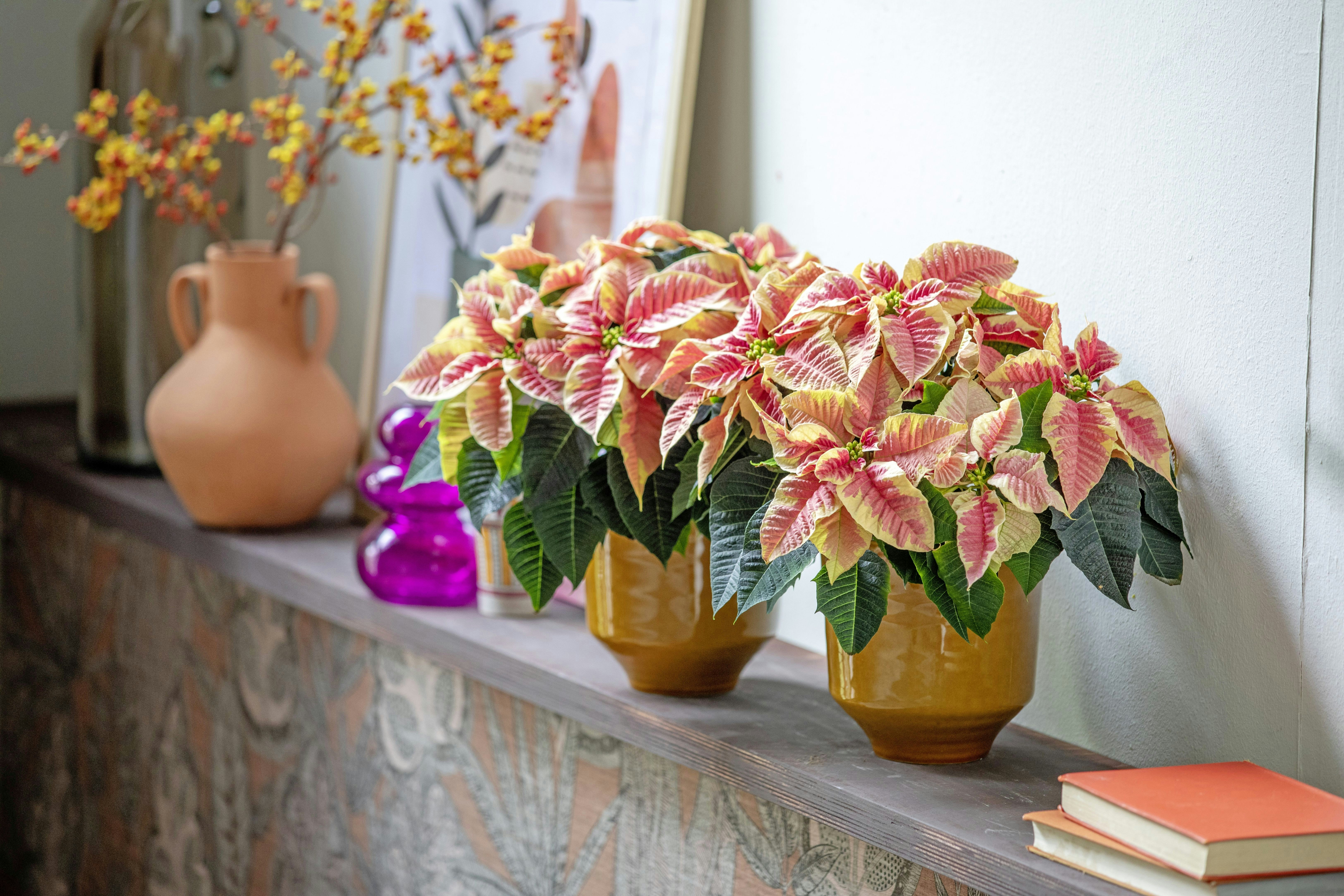 Two vibrant potted plants adorned with colorful leaves sit on a wooden shelf, accompanied by decorative items and books.