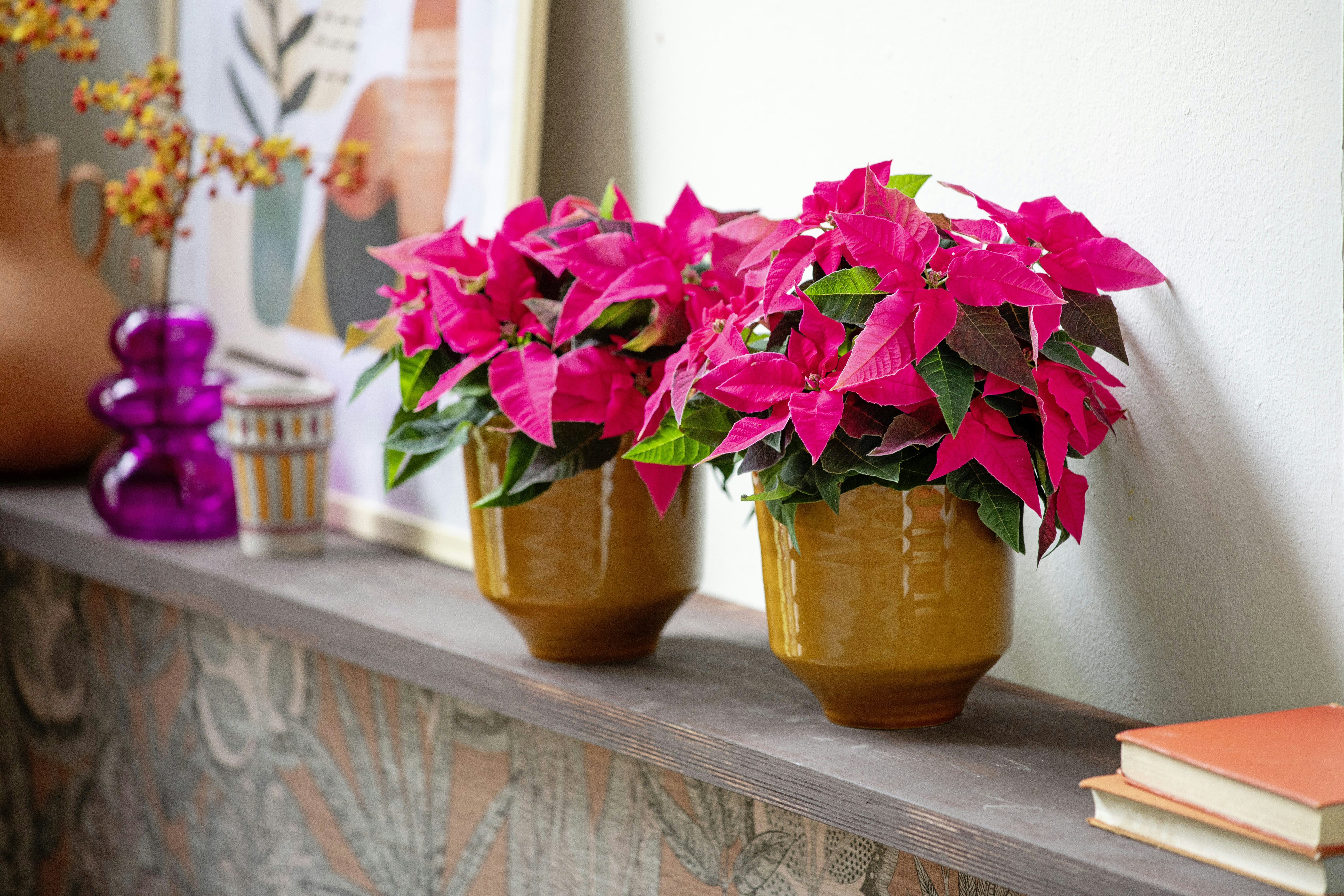 Poinsettias are the Christmas Stars amongst flowering plants. Image credit - Stars for Europe - https://www.starsuniteeurope.eu/en/ | Two potted poinsettias on a shelf