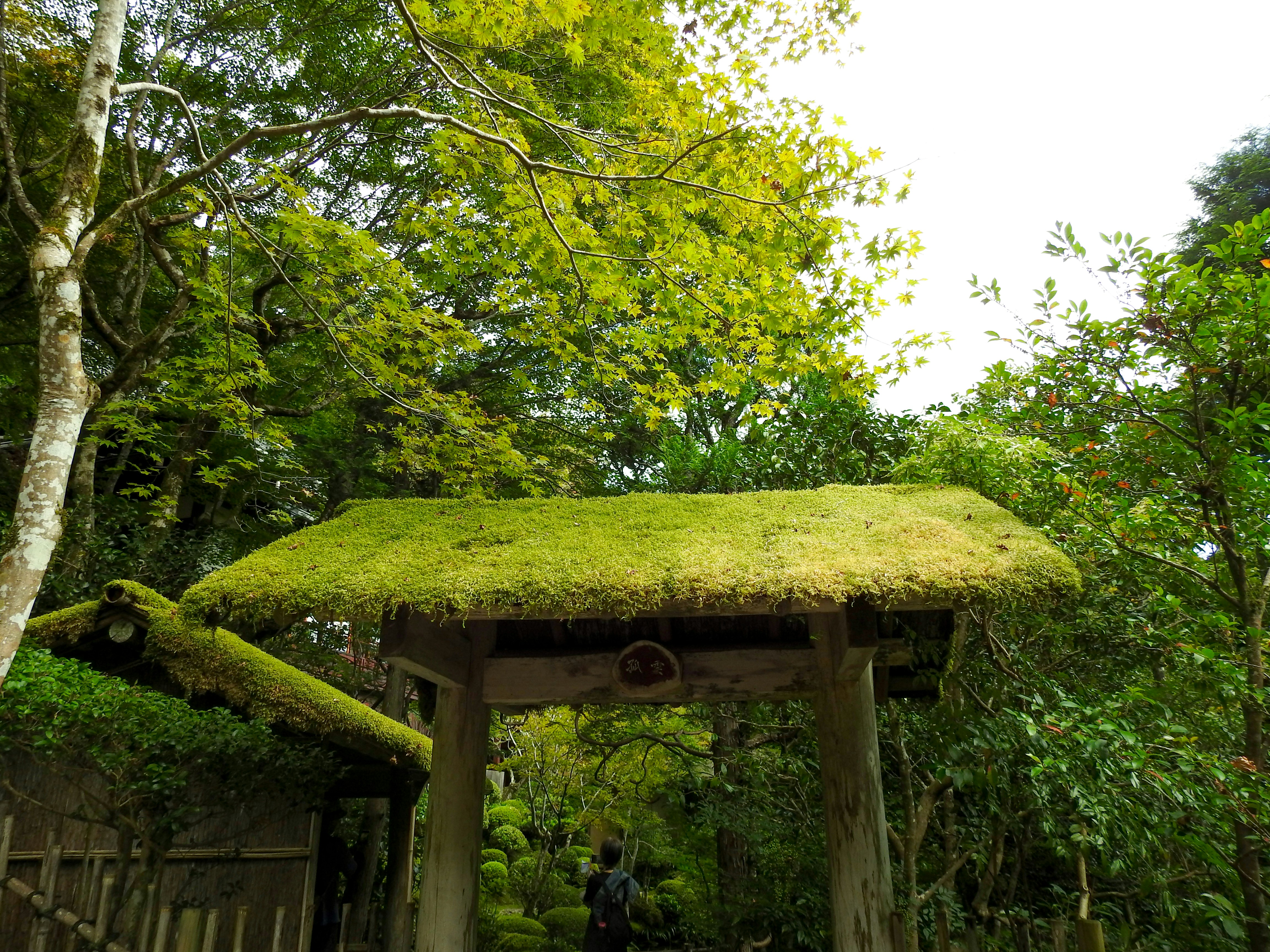 Whispers of Nature Beneath a Mossy Canopy
