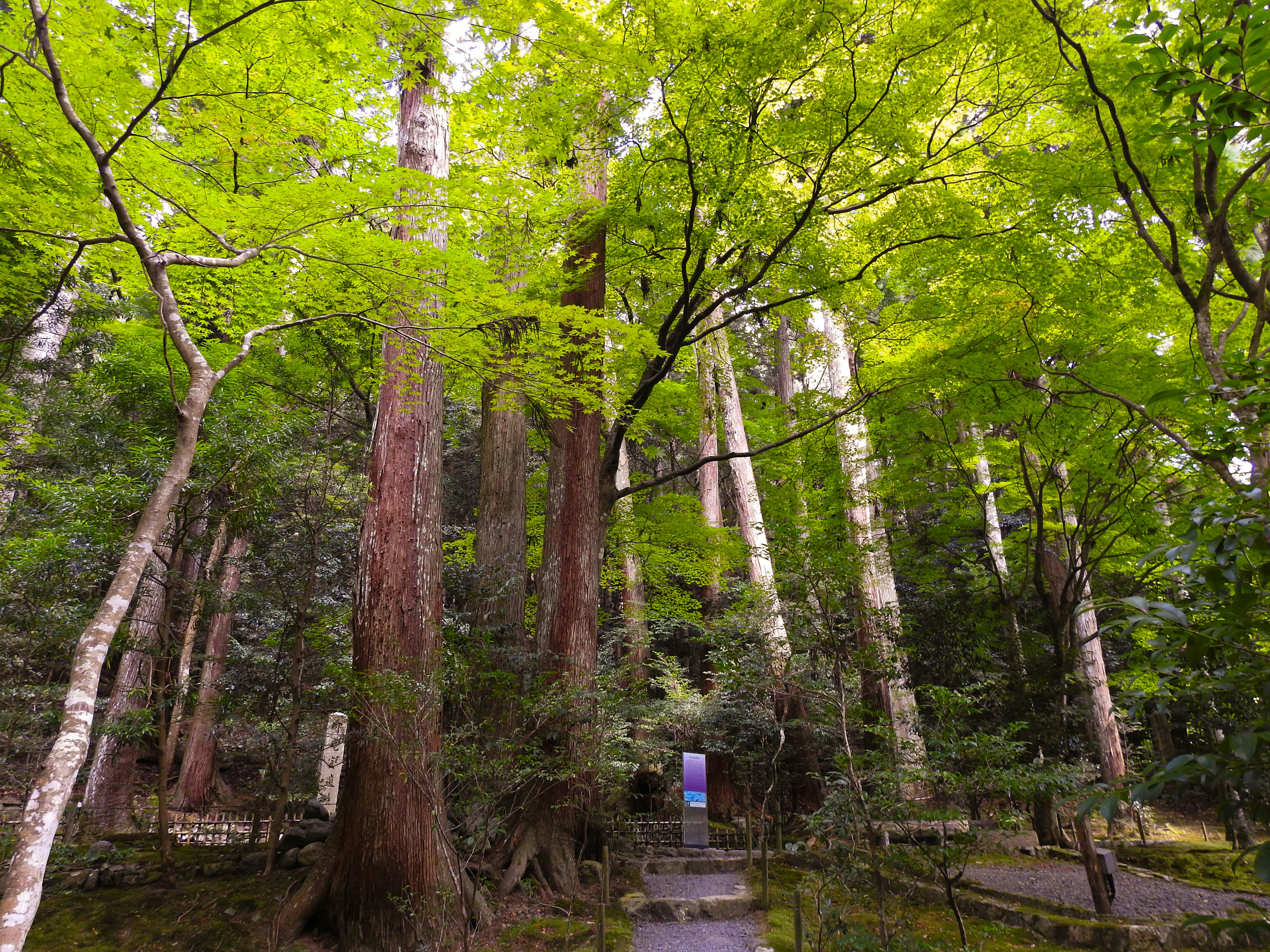 A serene forest scene featuring towering trees with vibrant green foliage, leading to a mysterious doorway nestled among the trunks.