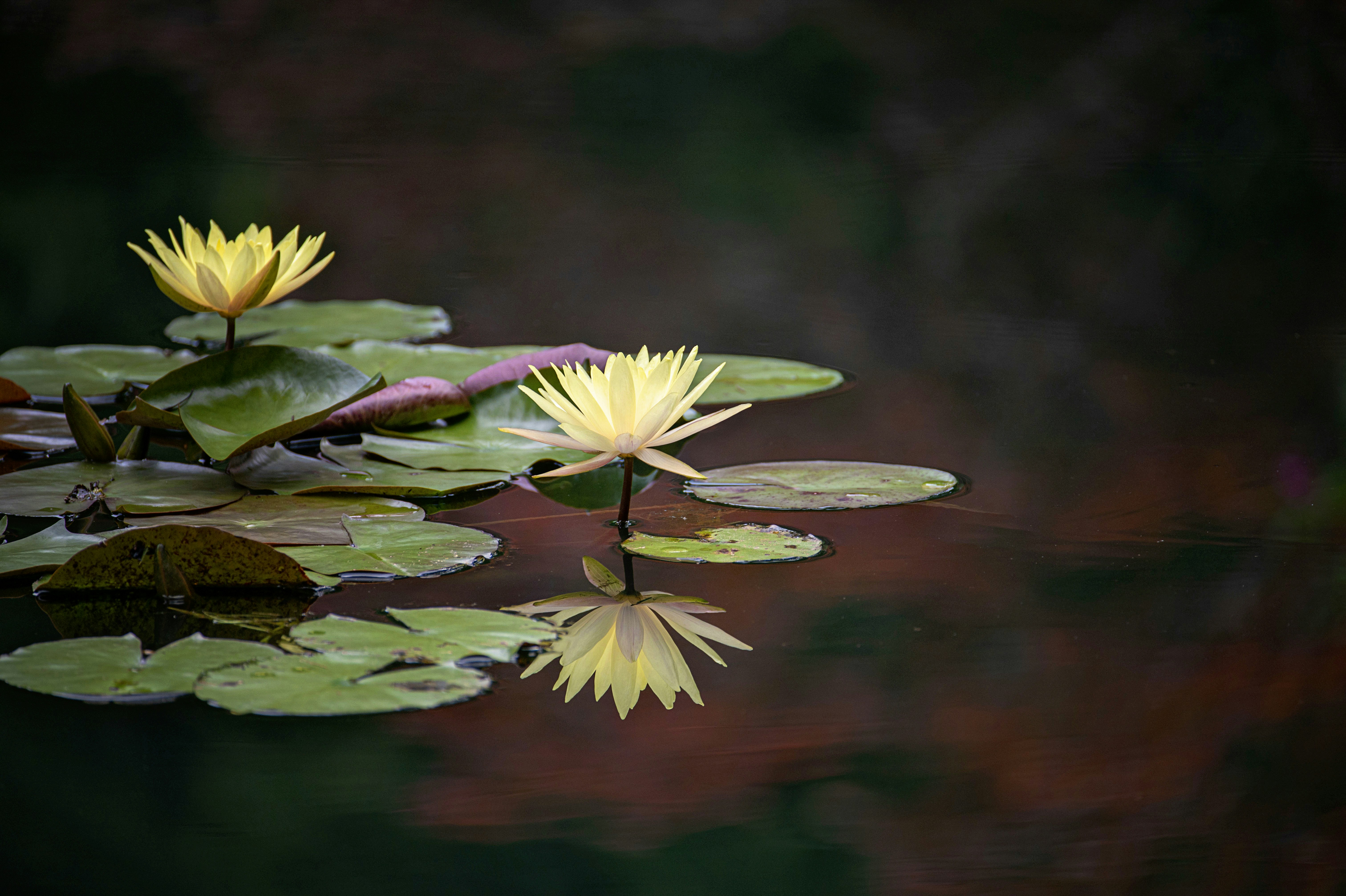 Waterlilies on a still pond | Two yellow water lilies float on dark water.