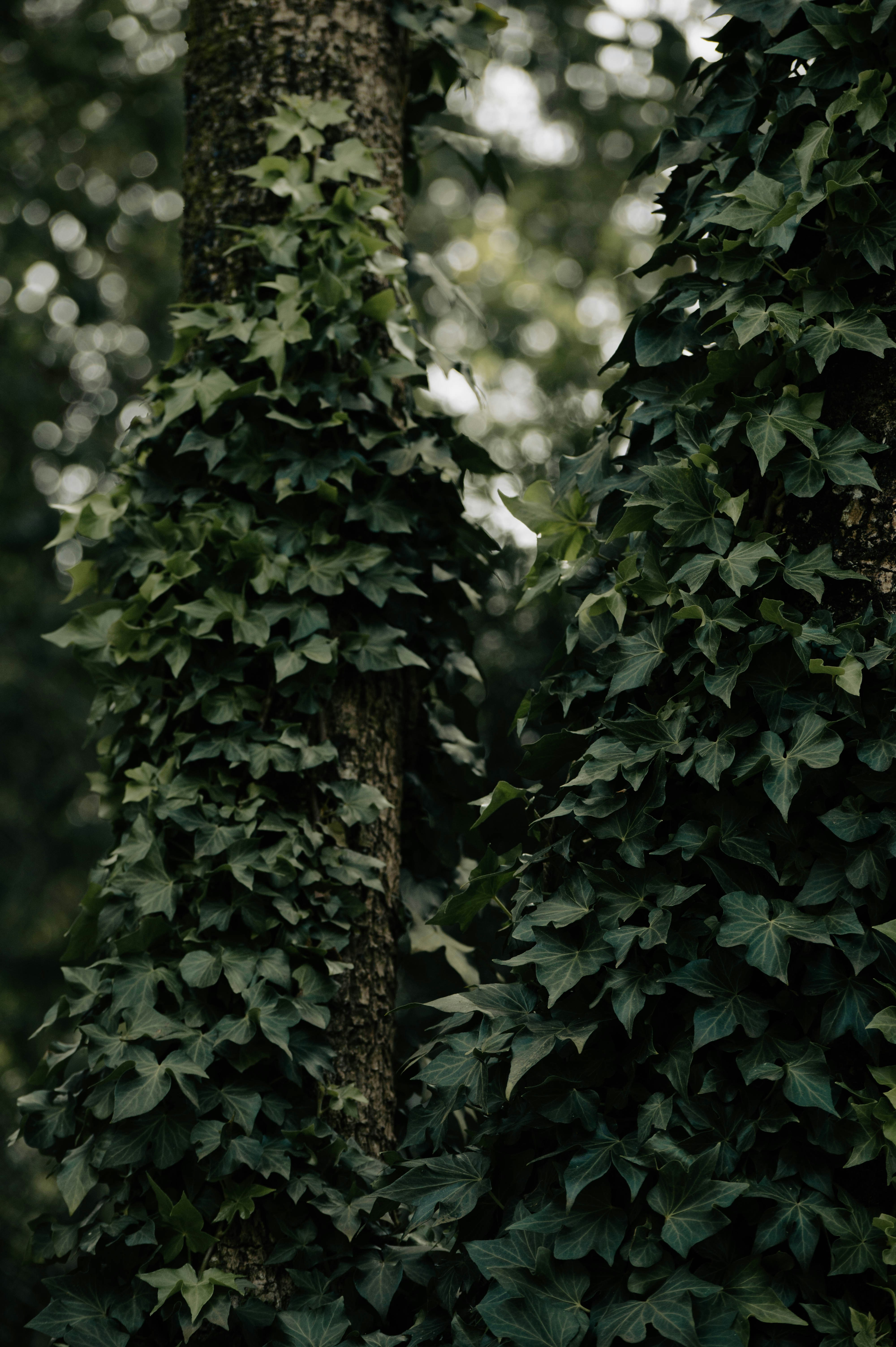 Ivy vines climbing up two trees in a forest.