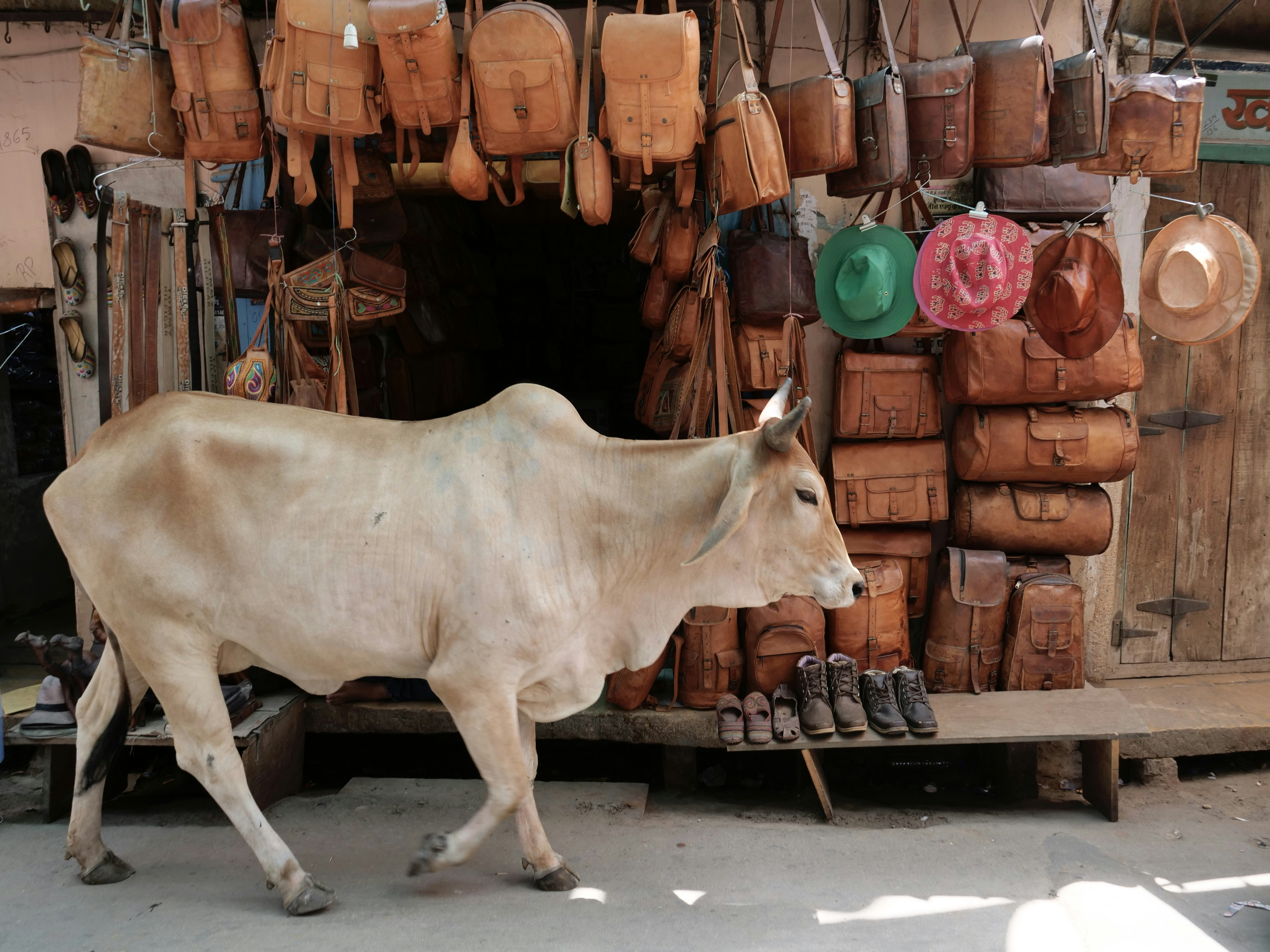 Cow walks past a stall selling leather bags.