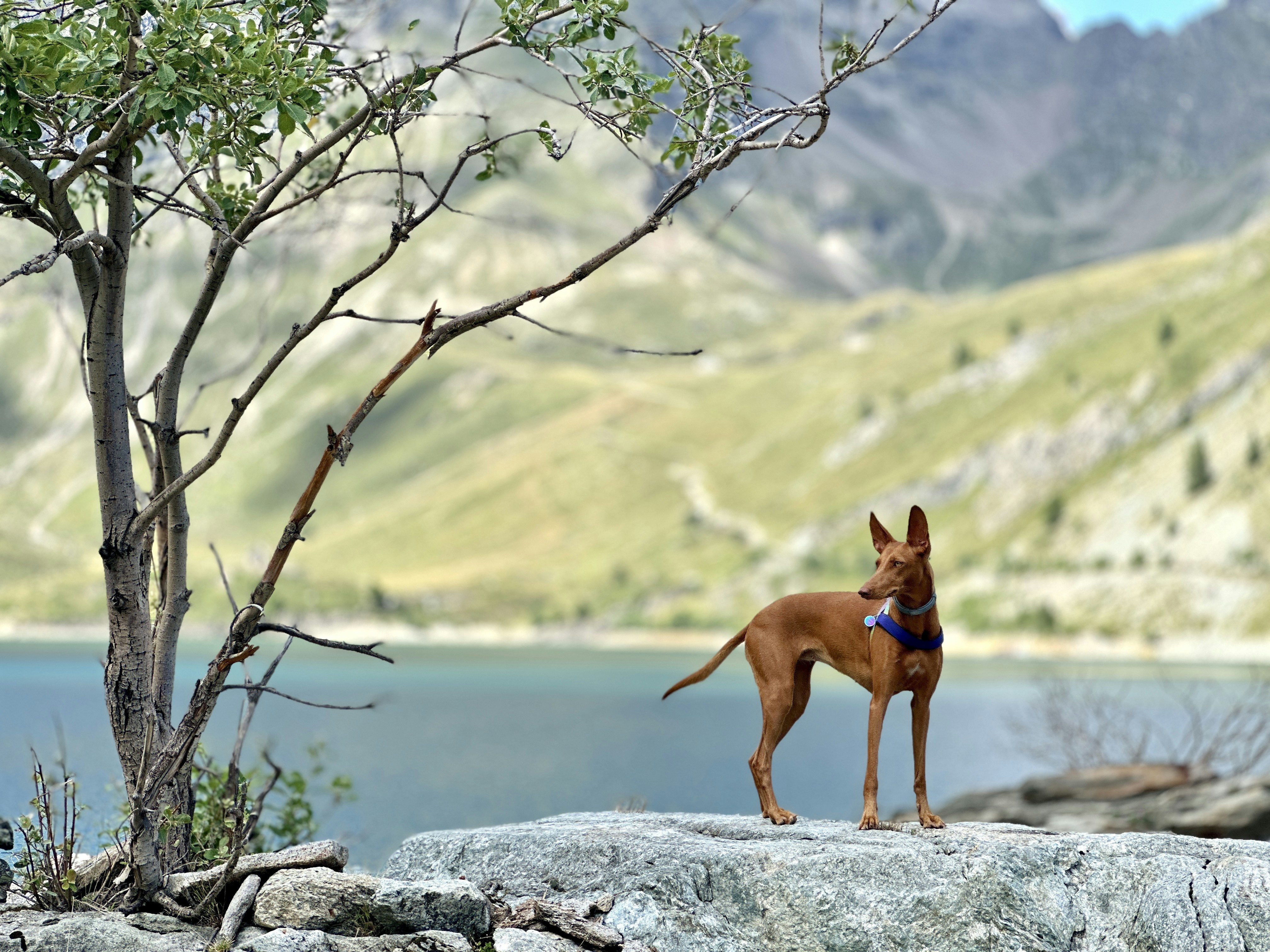 A brown dog stands alert on a rocky outcrop by a tranquil lake, framed by a tree and majestic mountains in the background.