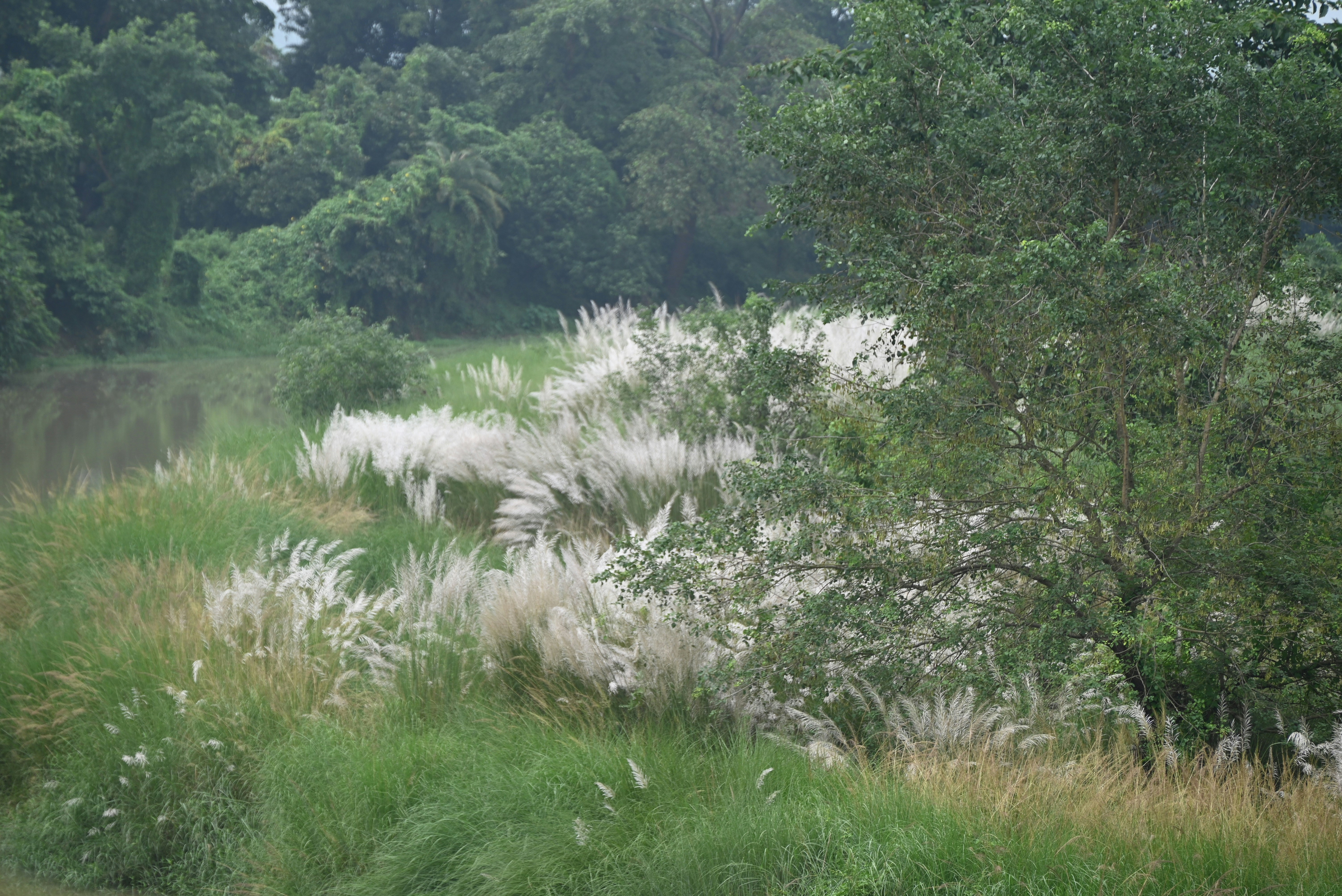 Whispers of Nature: A Tranquil Riverbank Scene