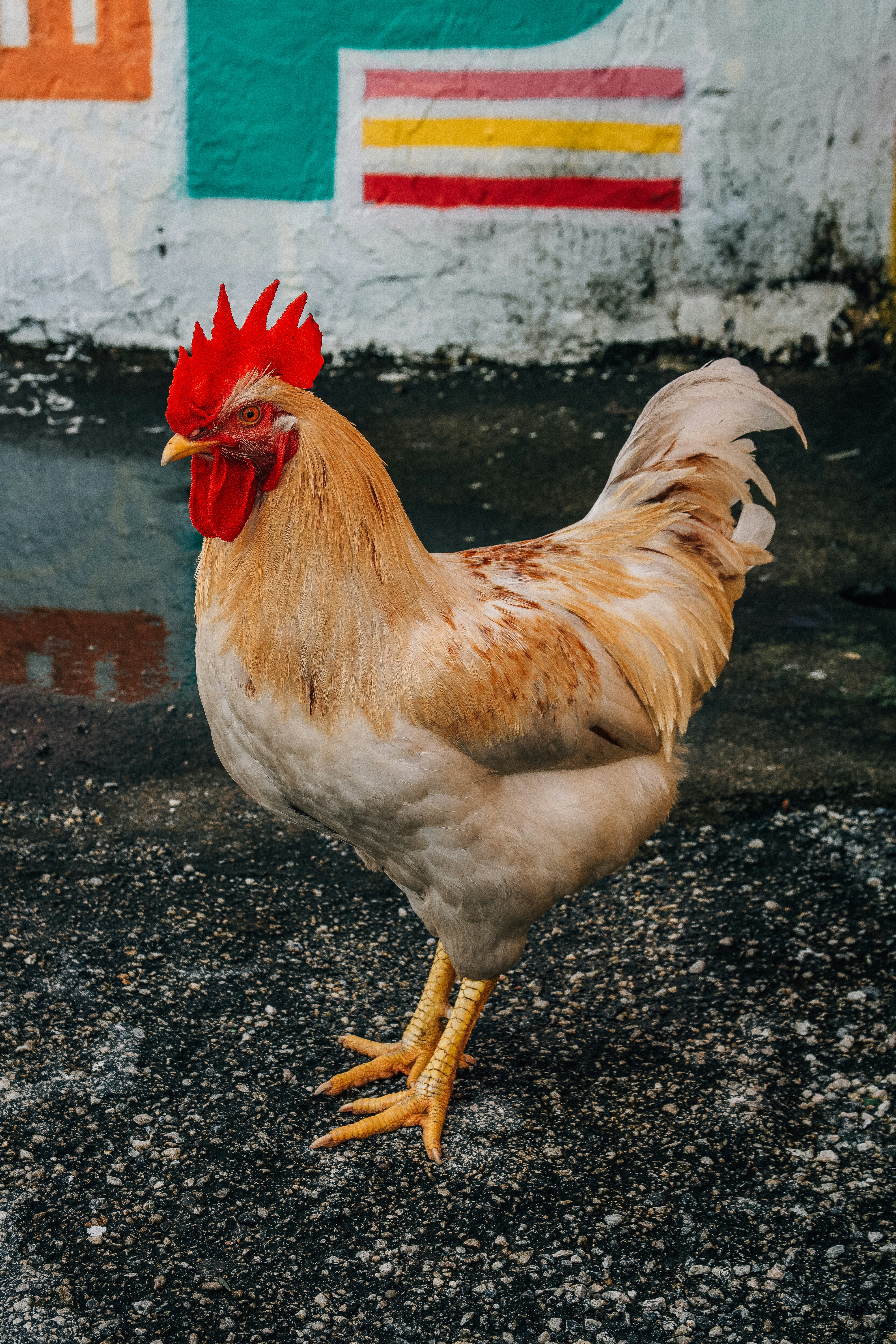 A light brown rooster stands on a gravel path. photo – Free Bird Image ...