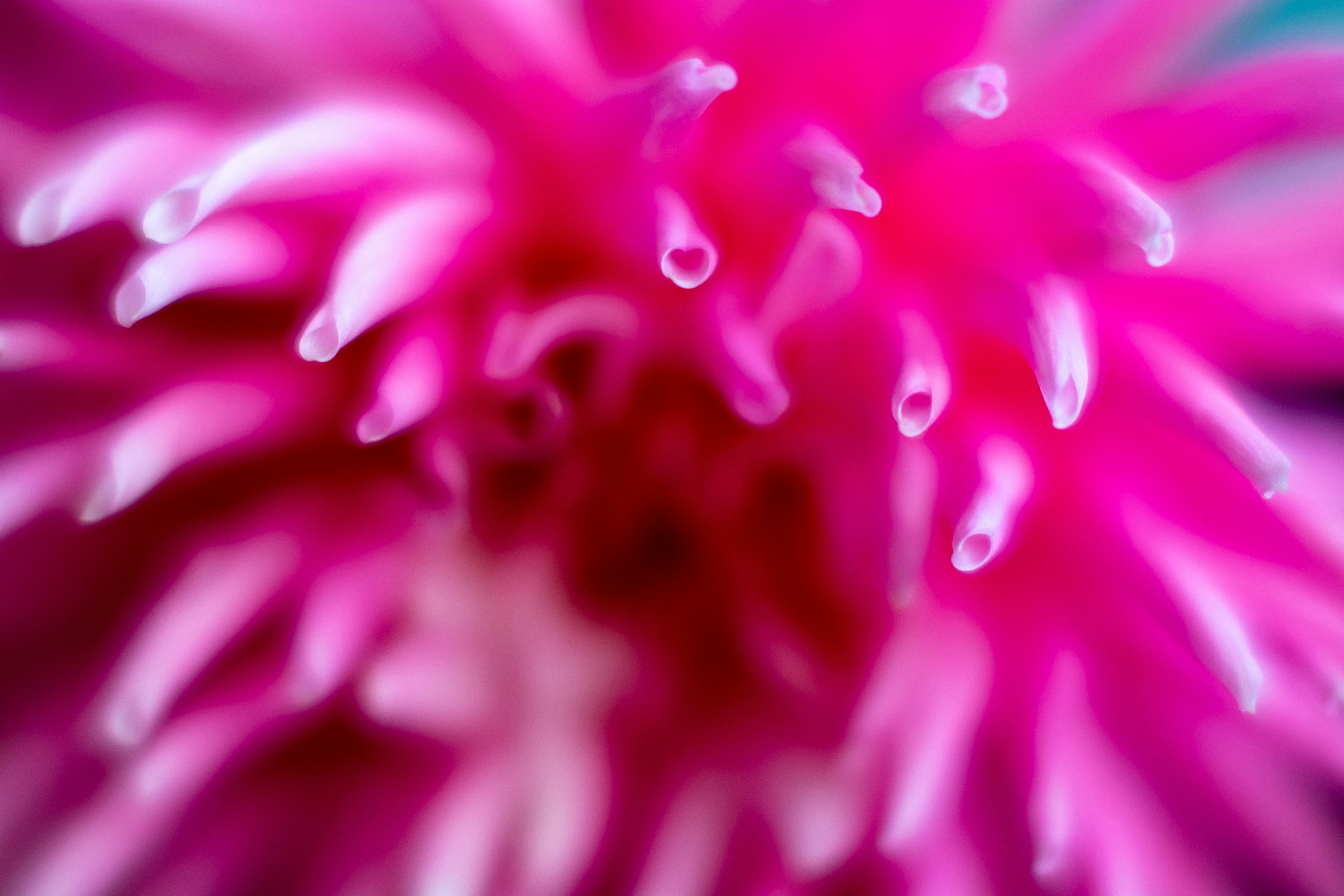 Dhalia flower | Macro view of a vibrant pink flower's center.