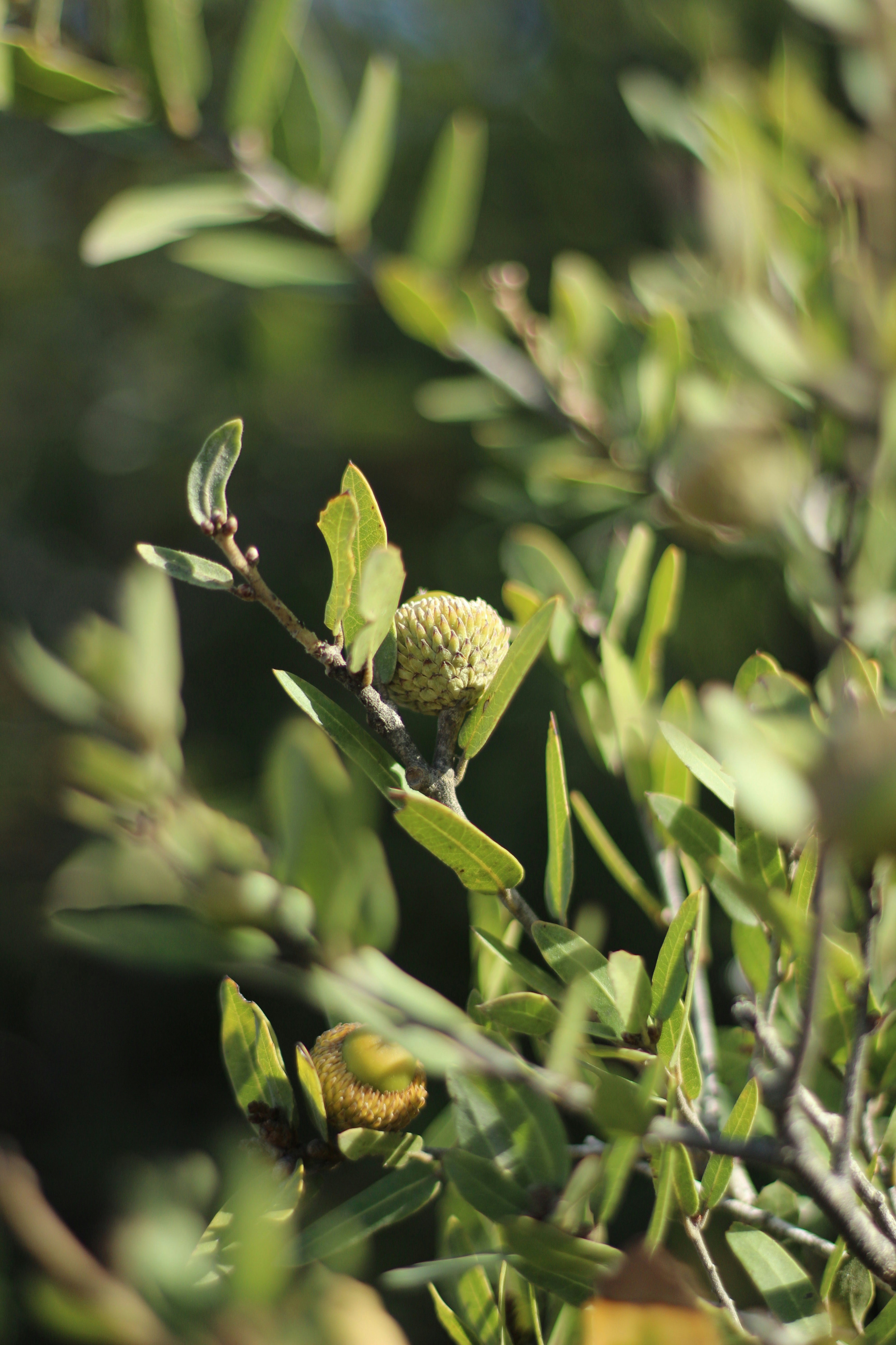 Close up of a small green bud on a branch.