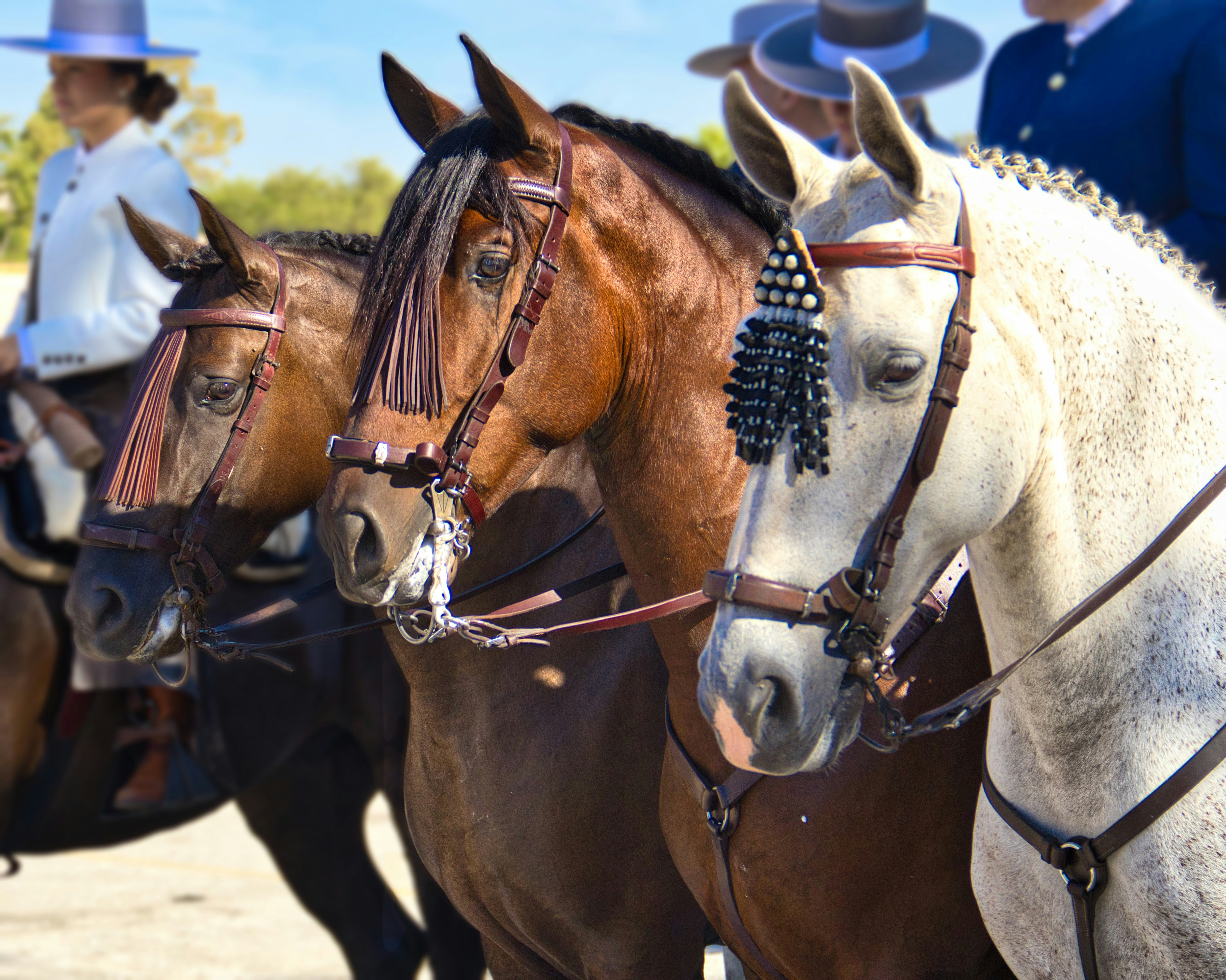 Harmony in Motion: A Trio of Equestrian Elegance